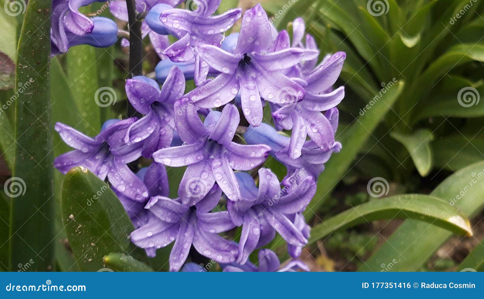 Purple Snowdrops in the Garden Stock Photo - Image of green, flower ...