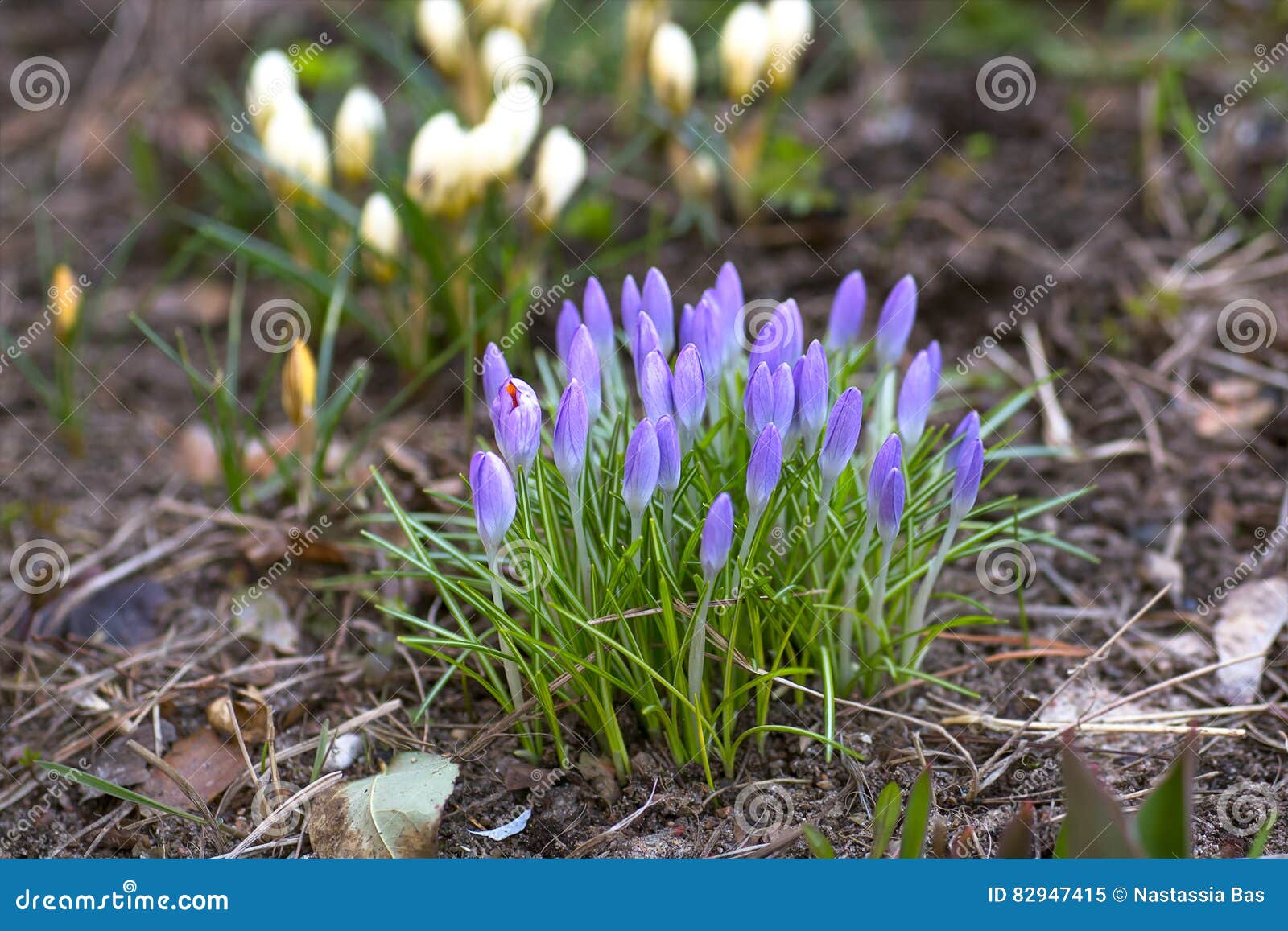 Purple Snowdrops Grow in Nature. Spring Stock Image - Image of petal ...
