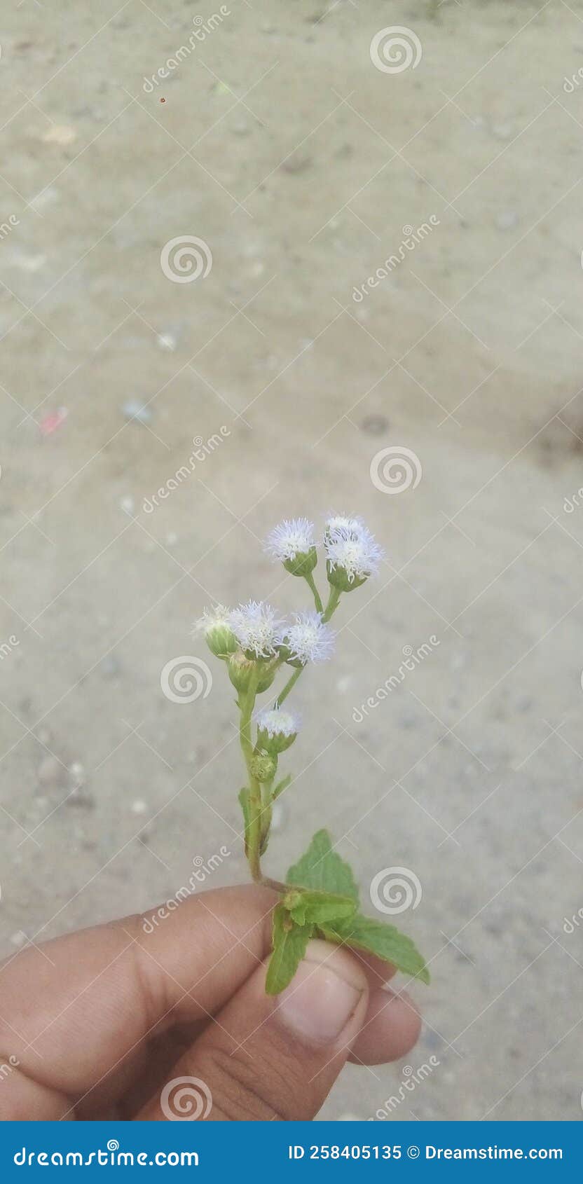 Purple soft flower stock image. Image of magic, purple - 258405135