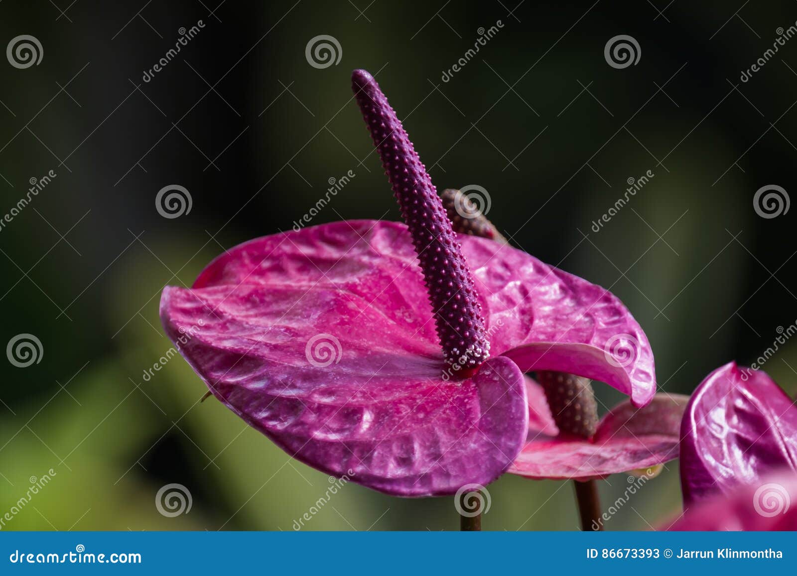 Purple spadix stock image. Image of love, anthurium, beauty - 86673393