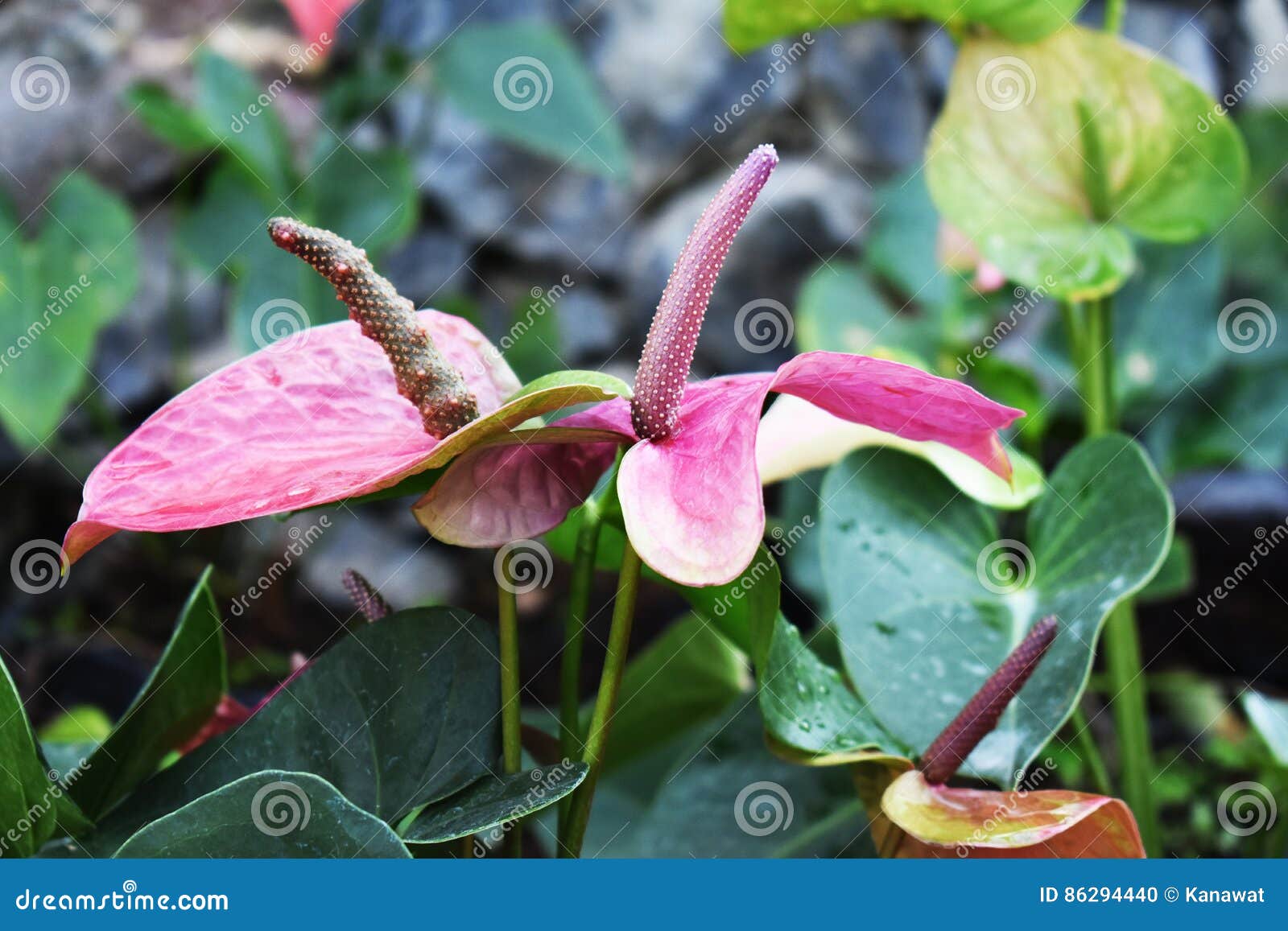 Spadix Flower Royalty-Free Stock Photography | CartoonDealer.com #41706797