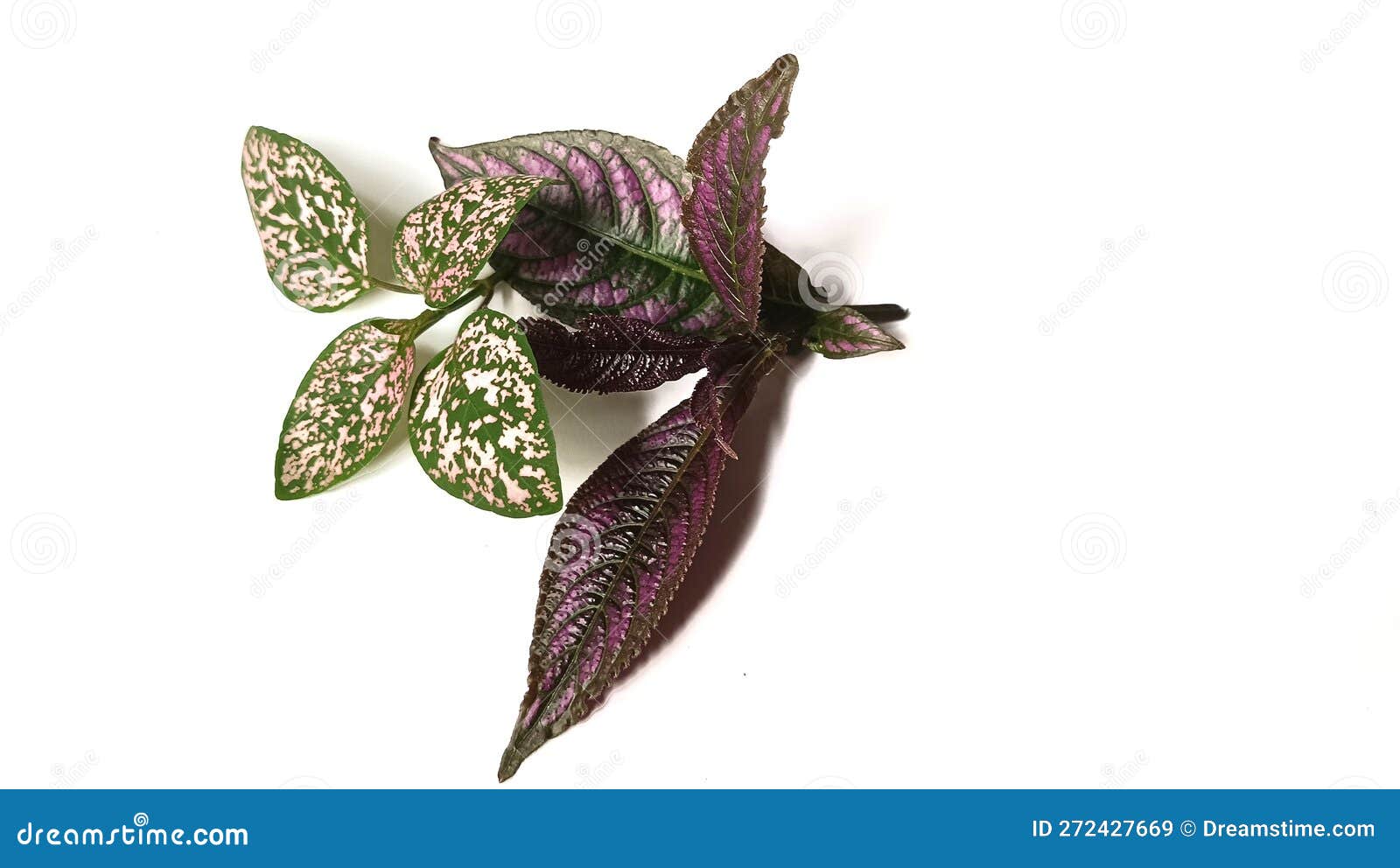 Purple Speckled Leaves in Isolated White Background Stock Image - Image ...