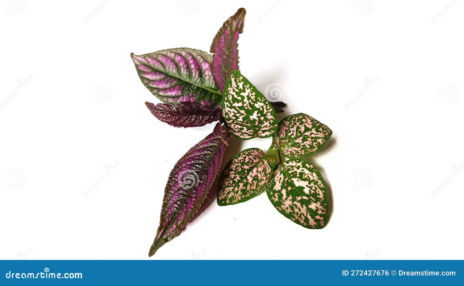 Purple Speckled Leaves in Isolated White Background Stock Photo - Image ...
