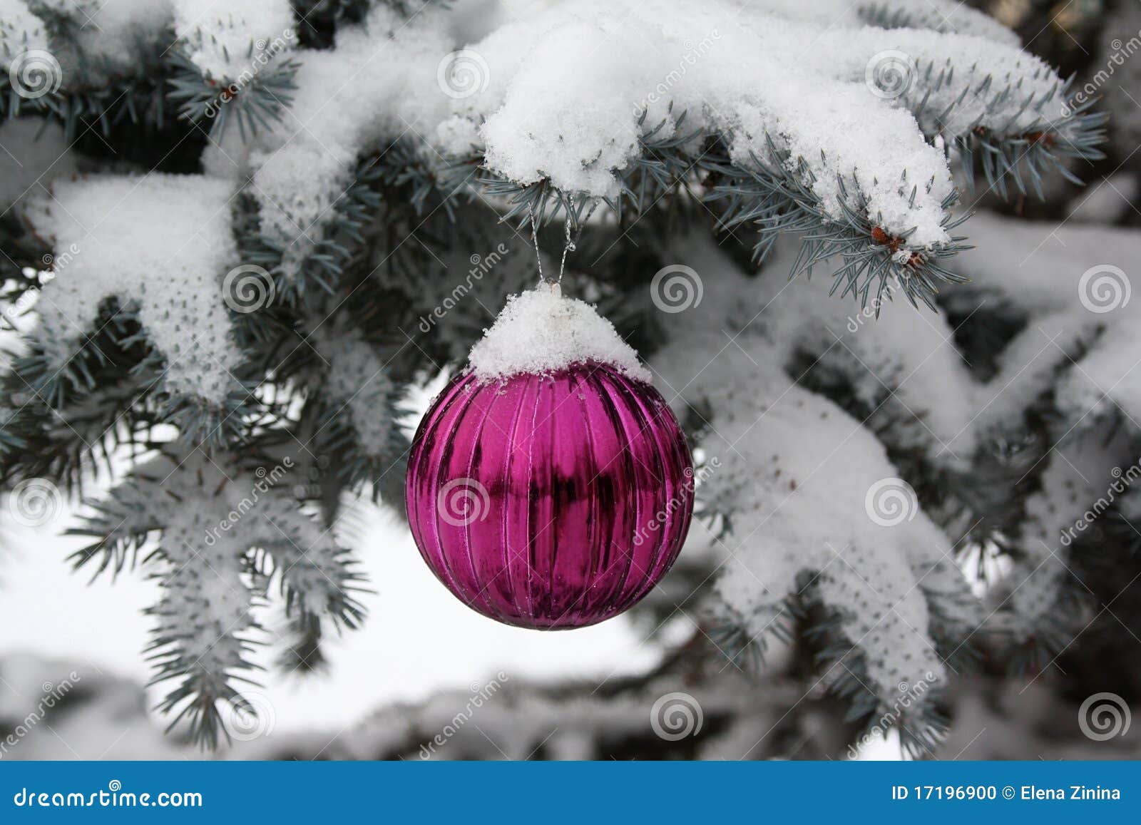 Purple Sphere on a Blue Fur-tree Stock Photo - Image of ornament, white ...