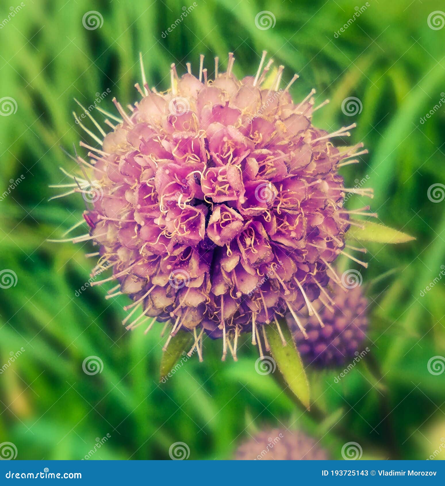 Purple sphere flower stock image. Image of purple, sphere - 193725143