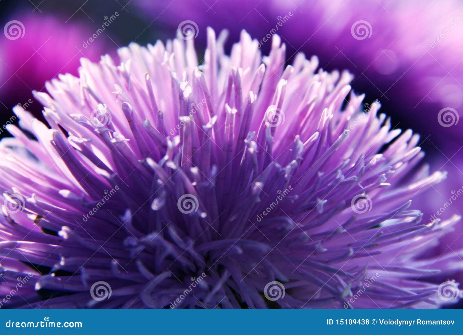 Purple spherical flower stock photo. Image of folio, flower - 15109438
