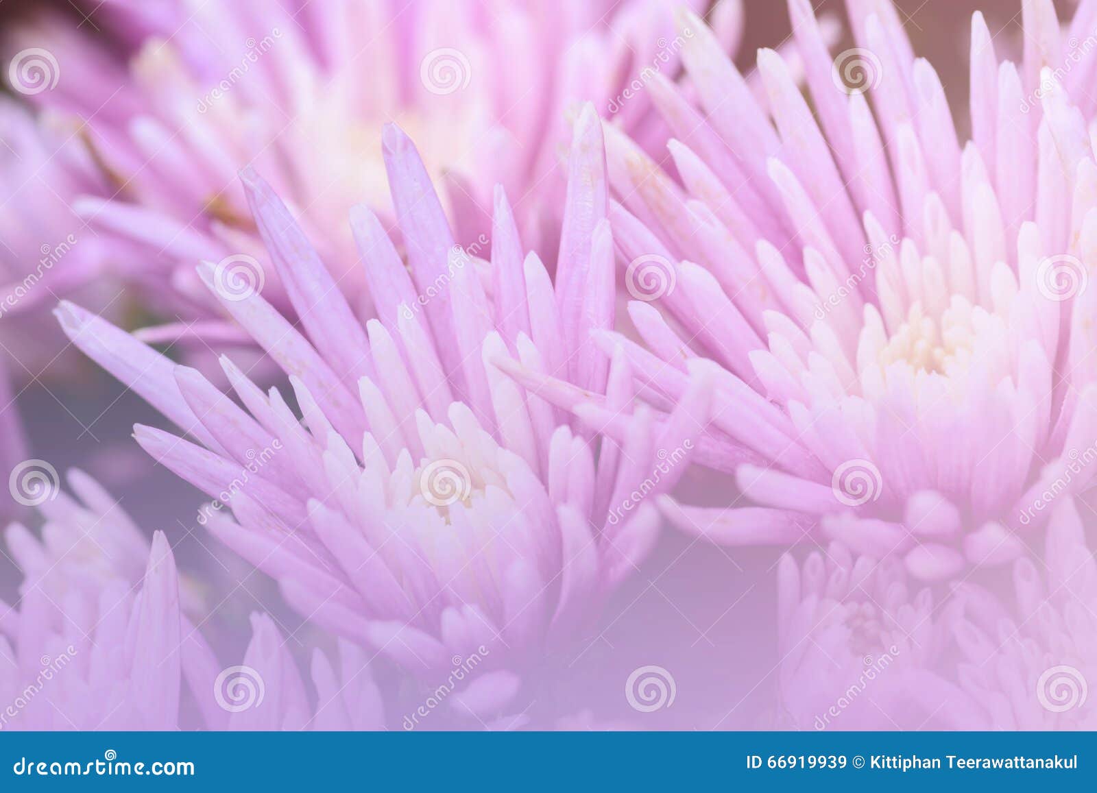 Purple spike flower stock image. Image of wild, beautiful - 66919939
