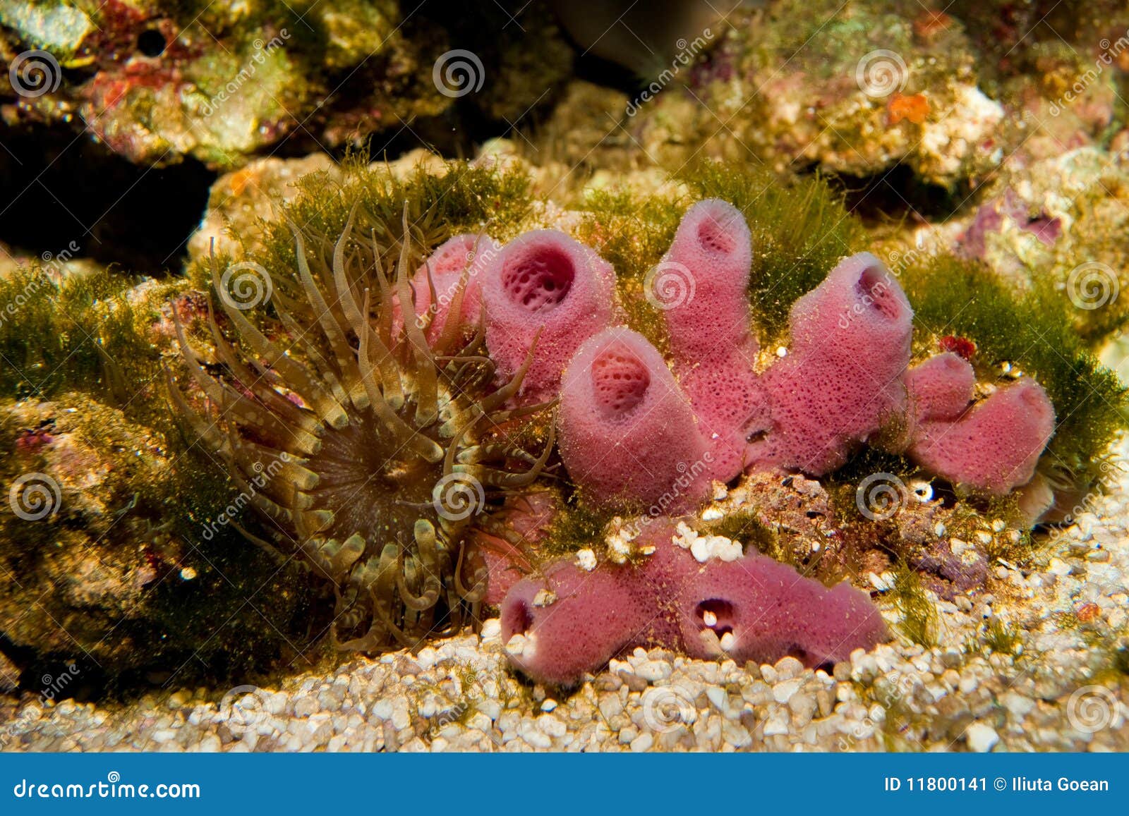 Purple Sponge tube stock image. Image of ocean, tubular - 11800141