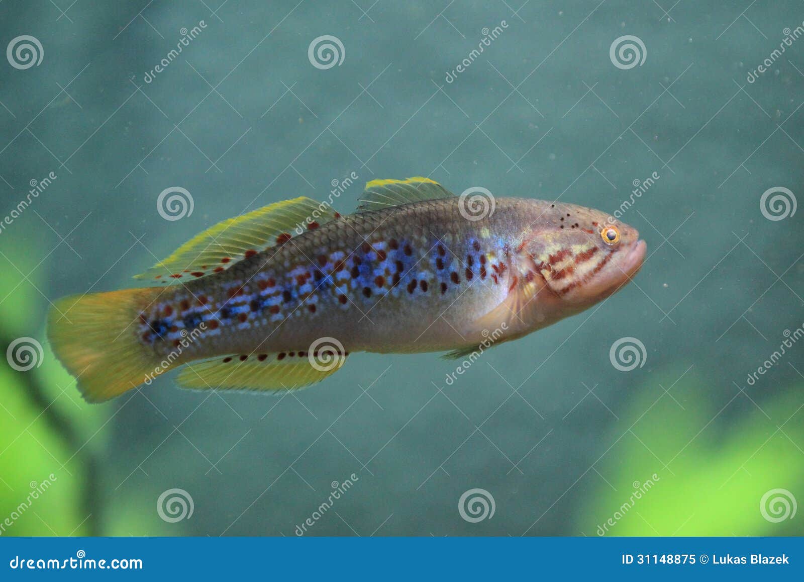 Purple Spotted Goby