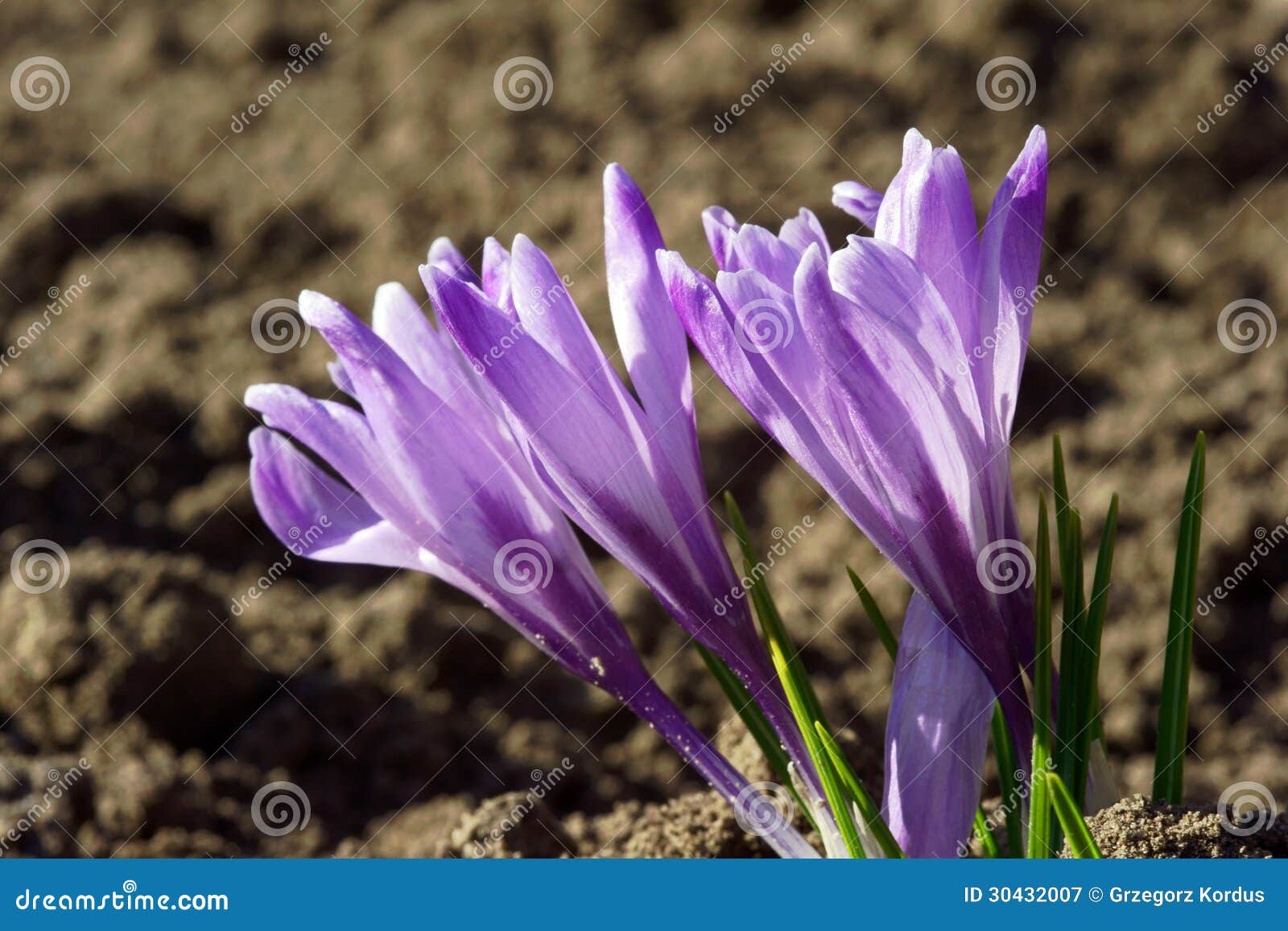 Purple, Spring Crocus Flower Stock Image - Image of spring, garden ...