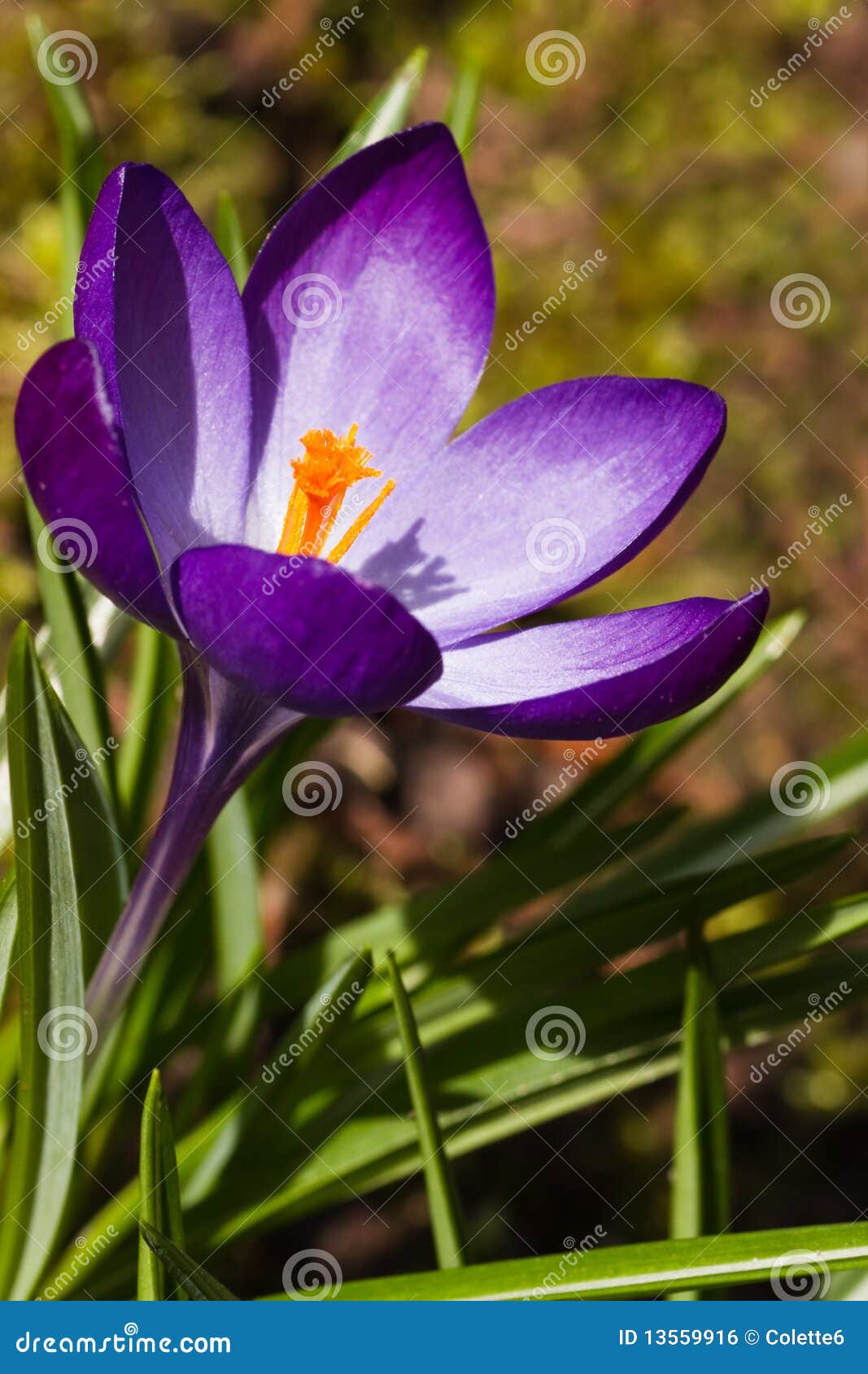 Purple Spring Crocus in March Stock Photo - Image of macro, crocus ...