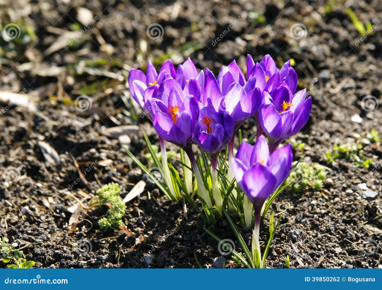 Purple spring crocus stock photo. Image of outdoors, pink - 39850262