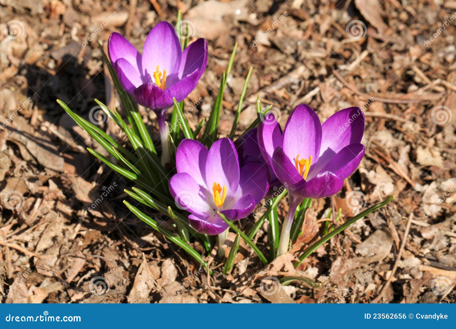 Purple Spring Crocuses Colorful Flowers Stock Photo - Image of garden ...