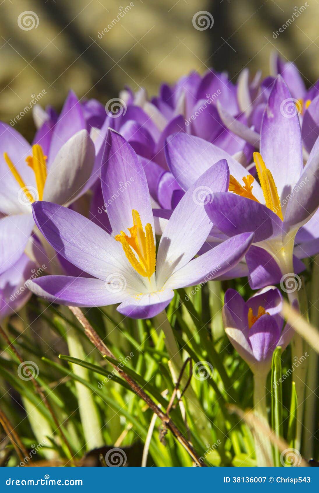 Purple Spring Crocuses Macro Stock Image - Image of crocus, blossom ...