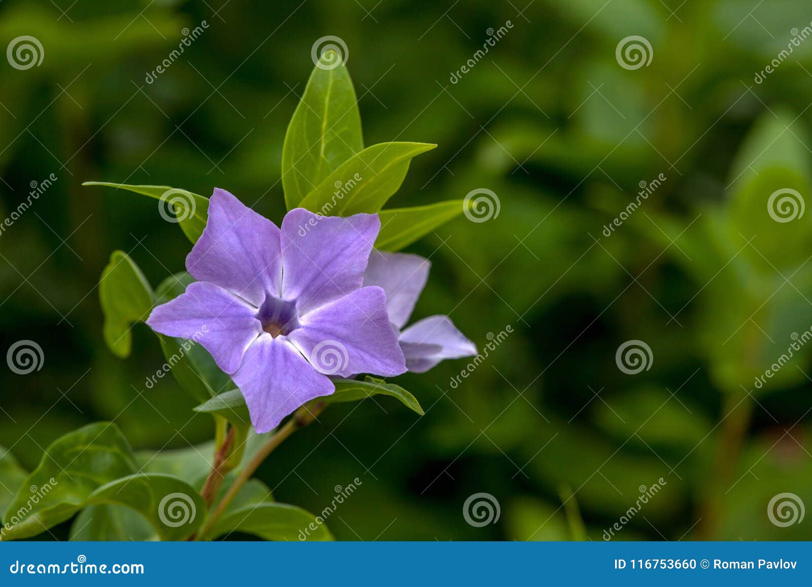 The Purple Spring Flower from the Forest Stock Photo - Image of garden ...