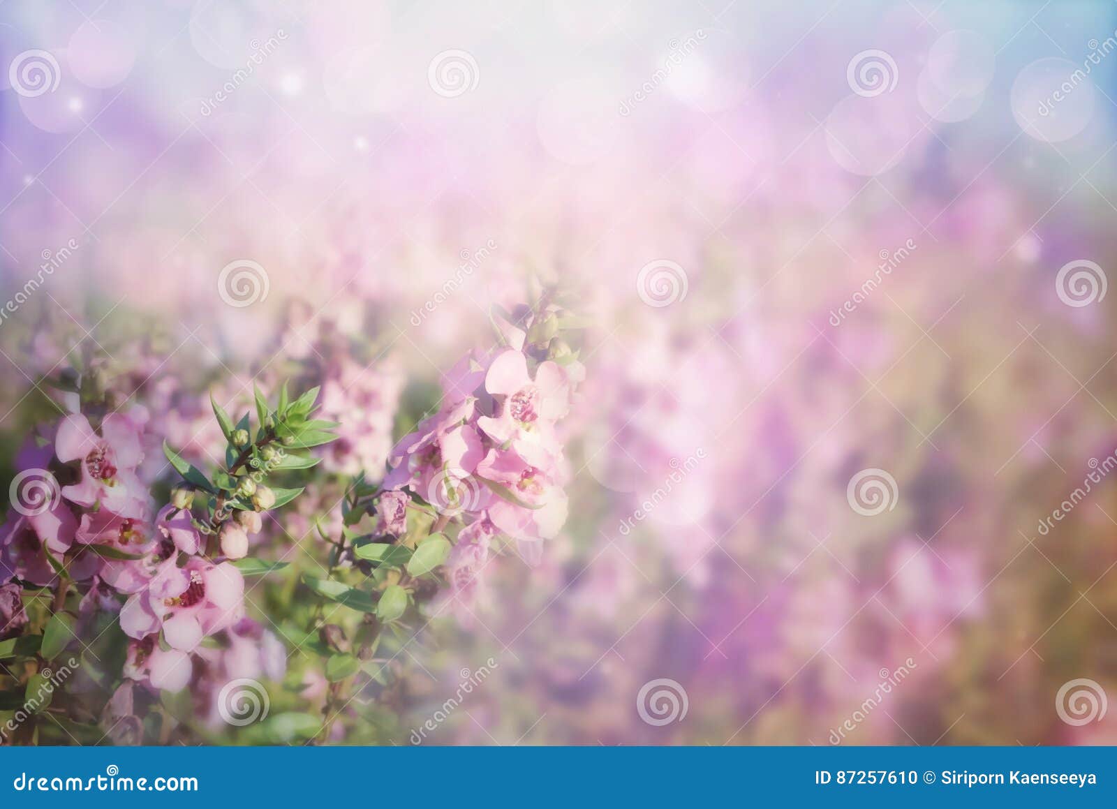 Purple Spring Flower Meadow Background Stock Photo - Image of outdoors ...