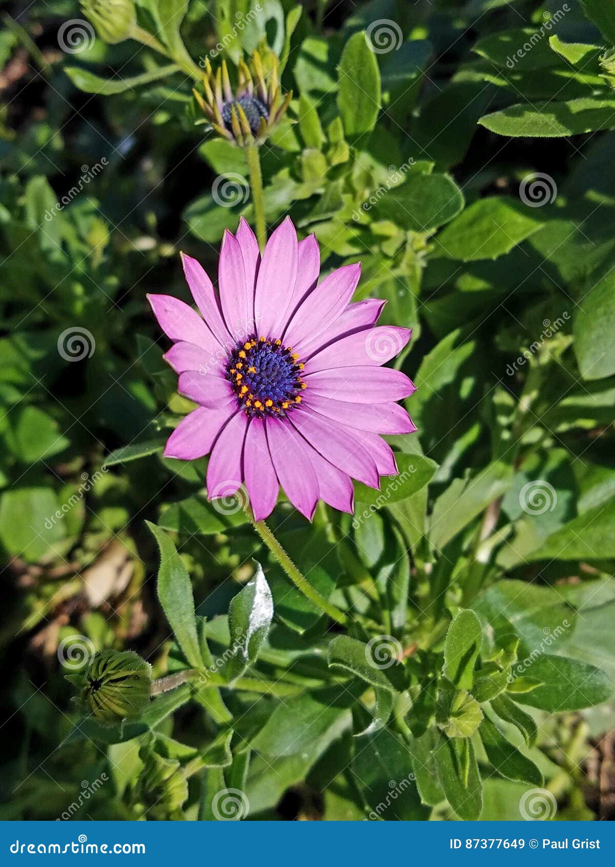 Purple Spring Flower in the Sun 4k Stock Image - Image of purple ...