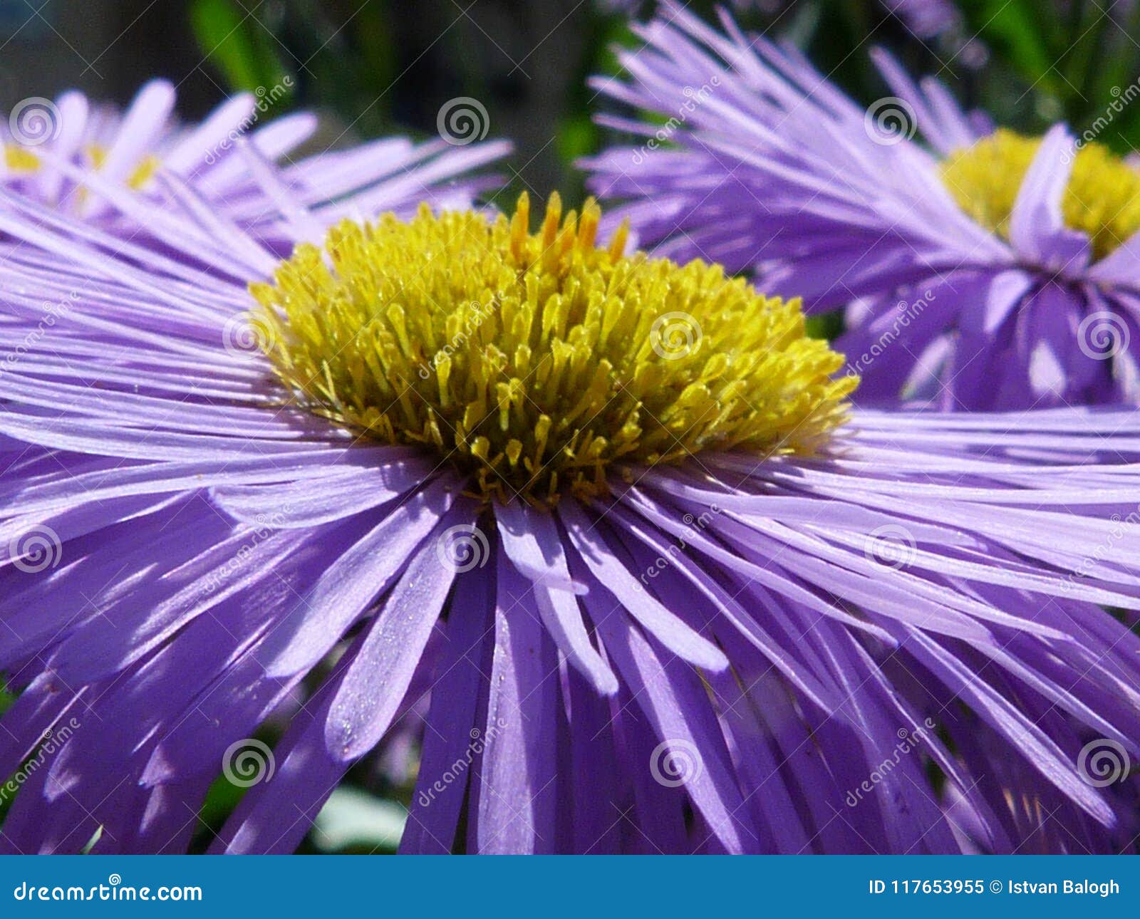 Purple Spring Flower with Yellow Centre in Close-up Stock Image - Image ...