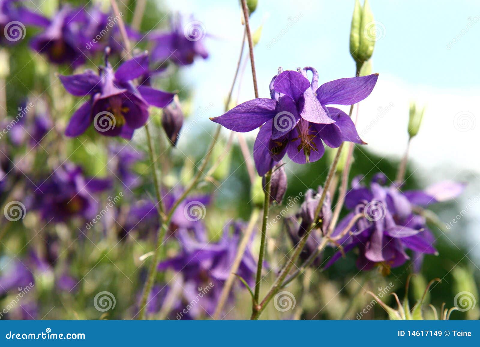 Purple spring flowers stock image. Image of countryside - 14617149