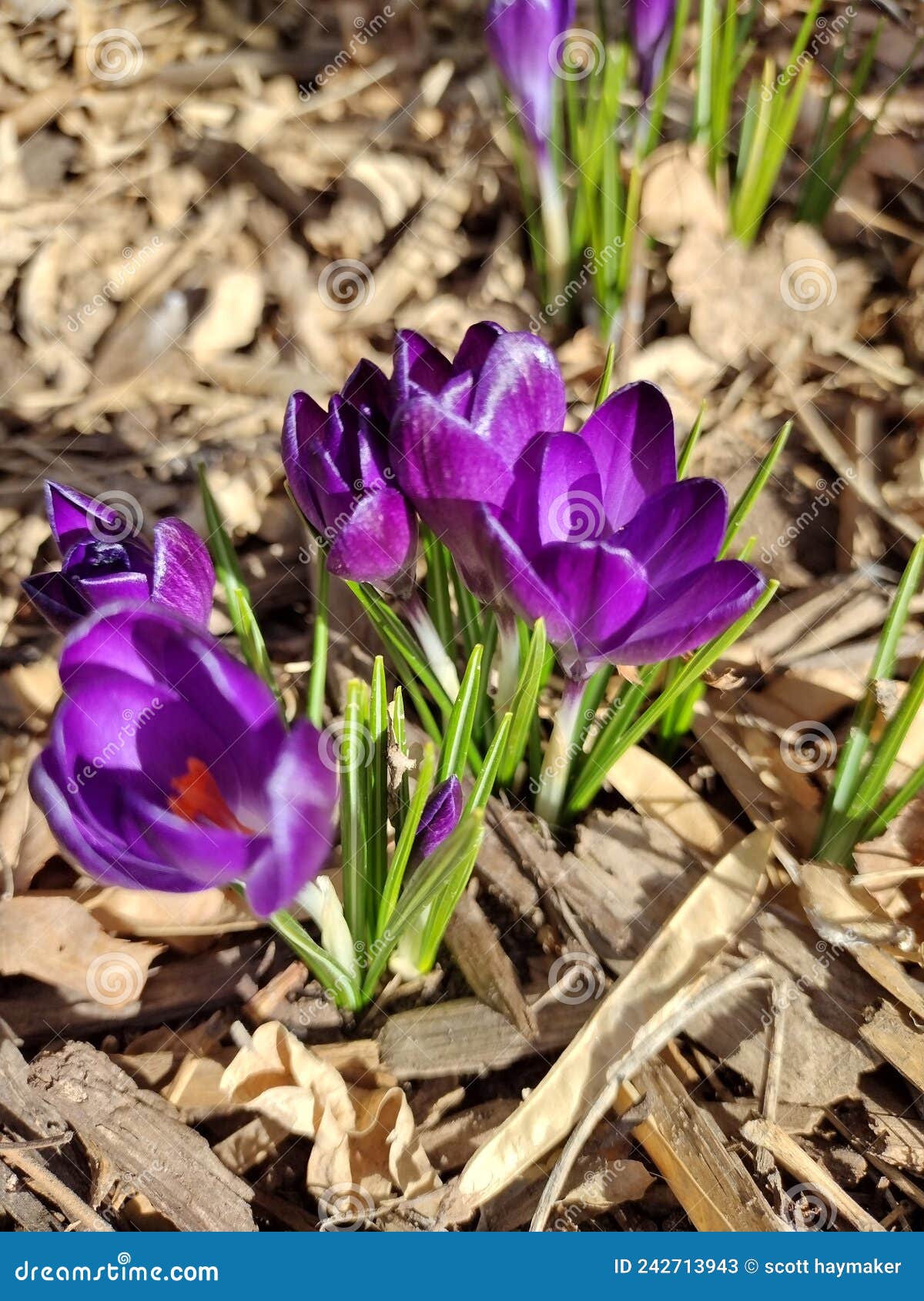 Purple Spring Flowers stock image. Image of wildflower - 242713943