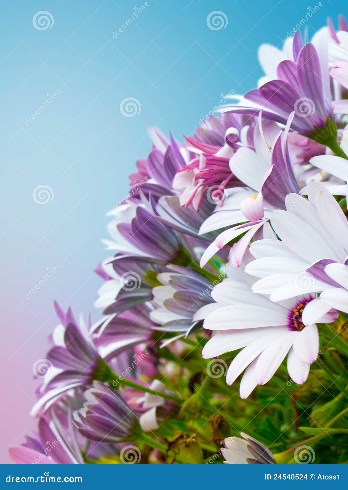 Purple spring flowers stock photo. Image of field, floral - 24540524