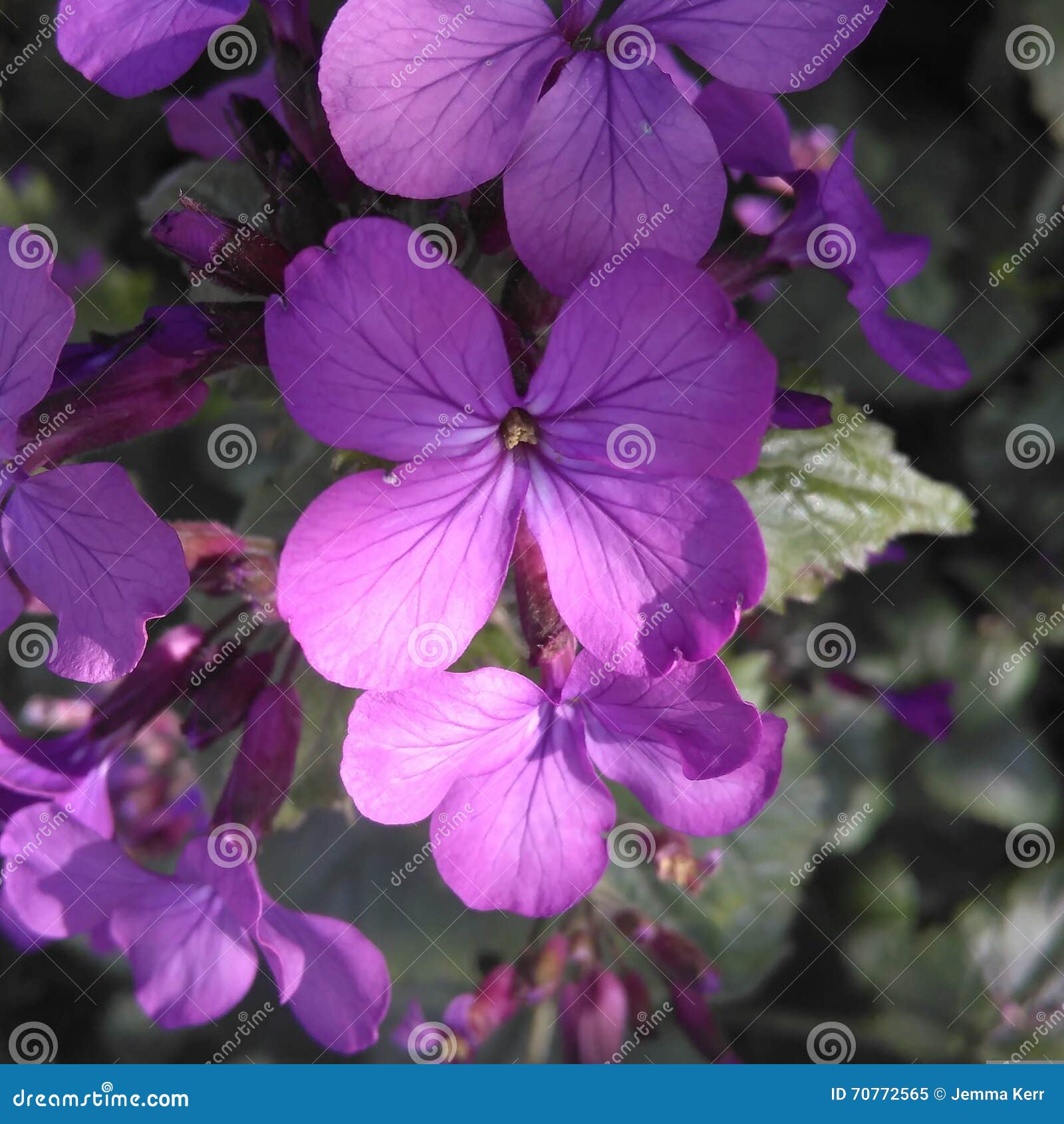 Purple spring flowers stock image. Image of nature, beautiful - 70772565