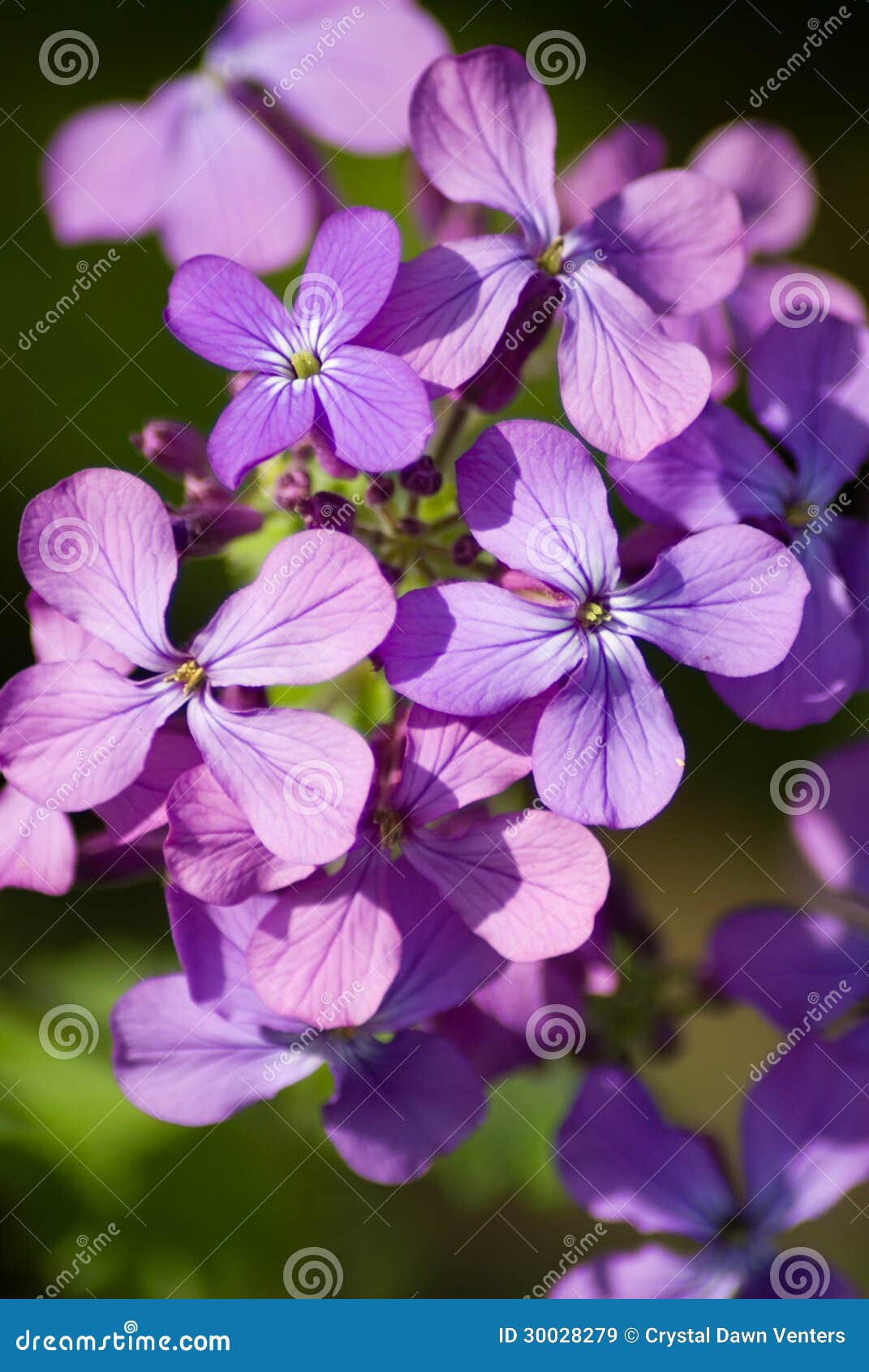 Purple Flowers stock image. Image of spring, blossom - 30028279