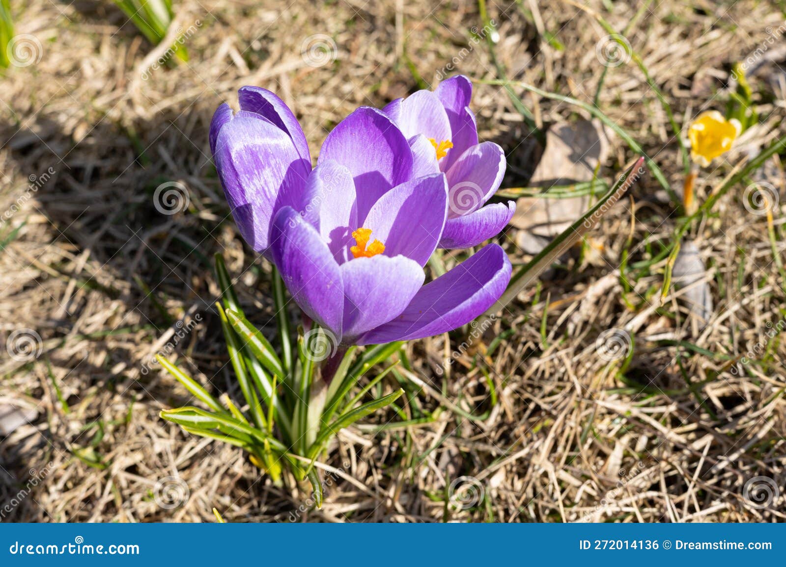 Purple Spring Flowers in the Grass. Stock Photo - Image of flowers ...