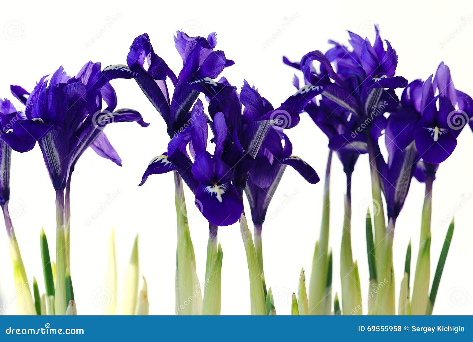 Purple Spring Flowers Irises Stock Photo - Image of beautiful, leaf ...