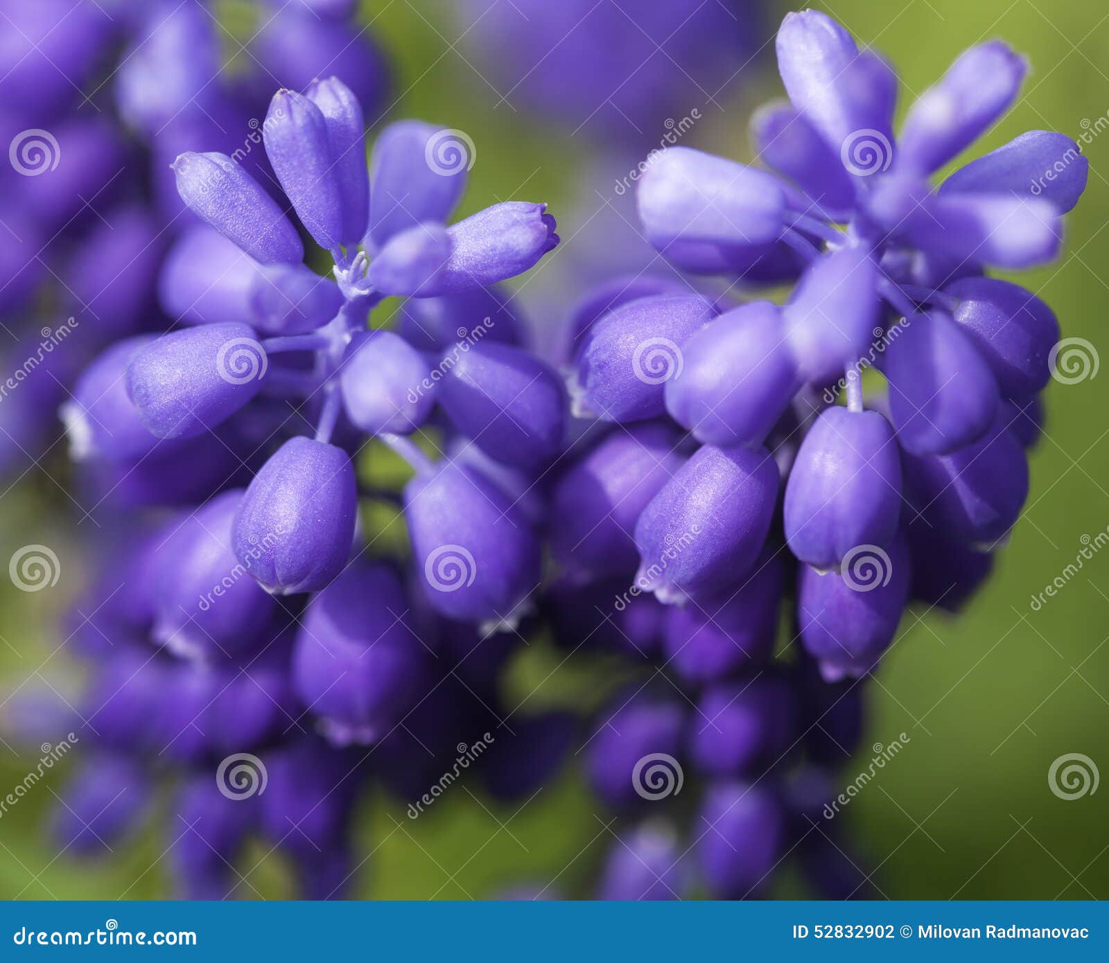 Purple spring flowers stock photo. Image of park, pretty - 52832902