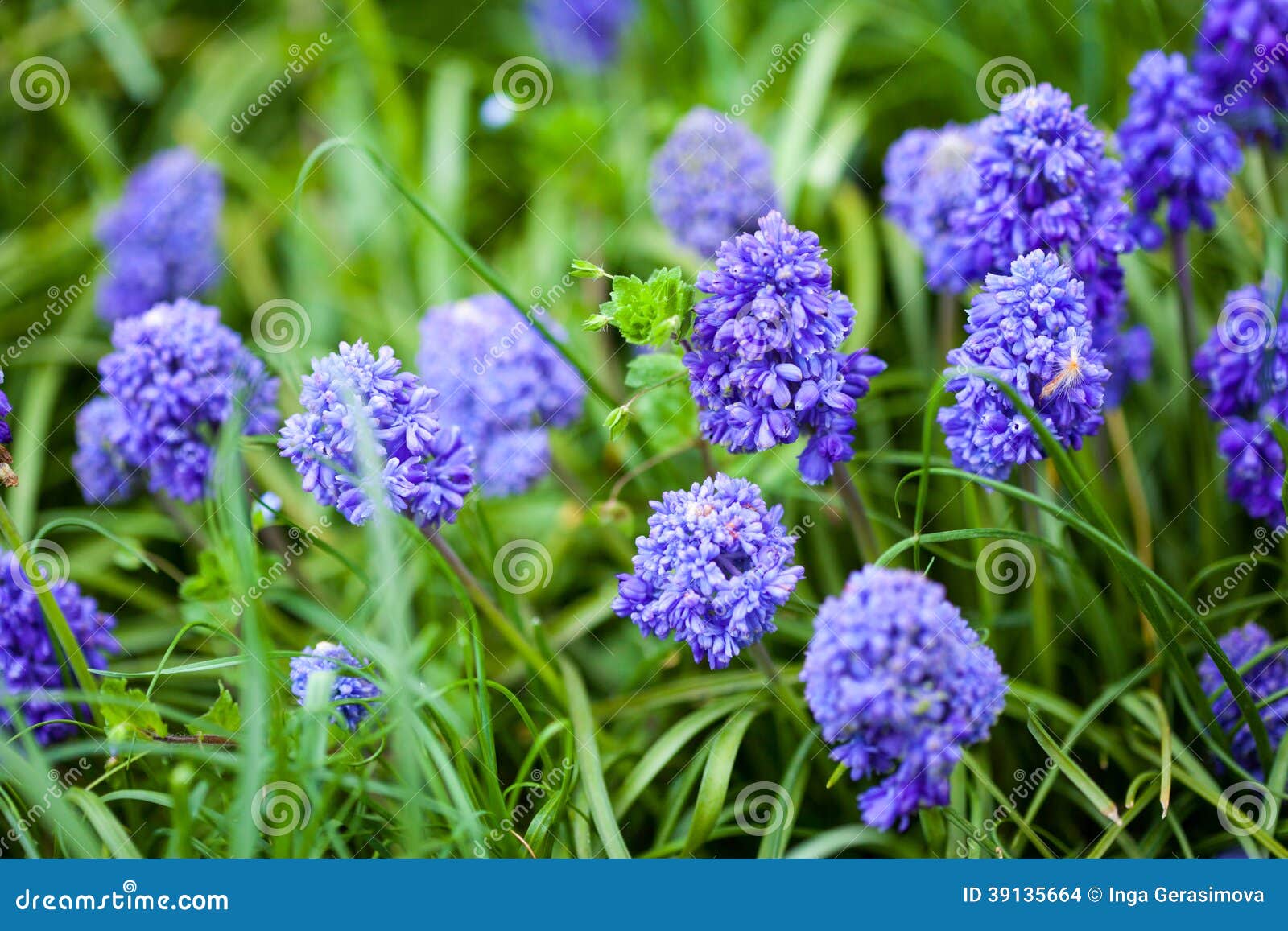 Purple spring flowers stock photo. Image of summer, spring - 39135664
