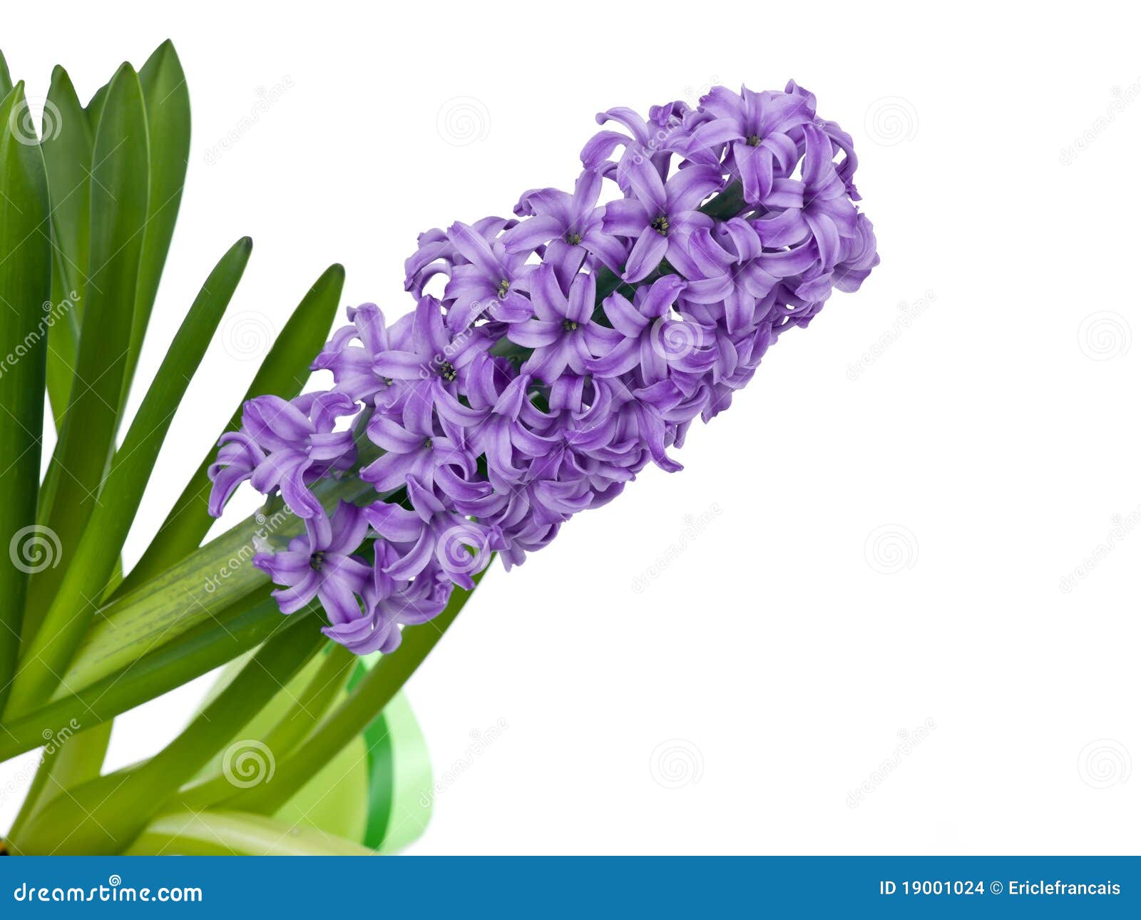 Purple spring hyacinth stock photo. Image of green, bouquet - 19001024