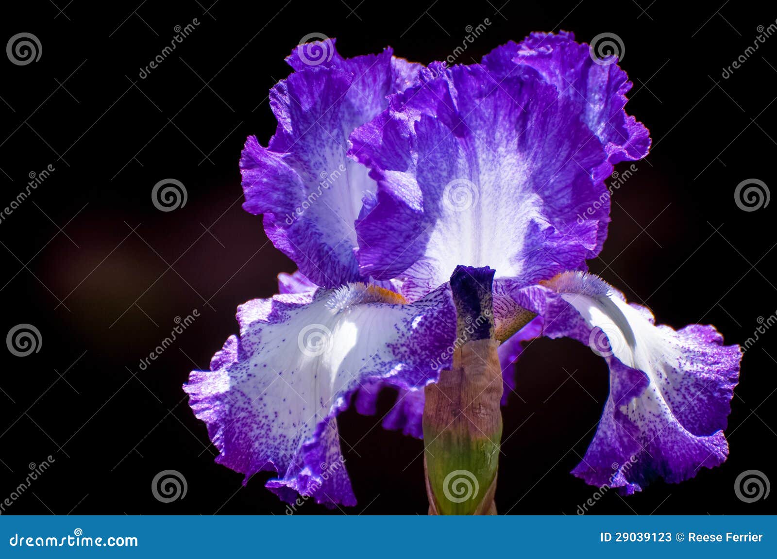 Purple Spring Iris stock image. Image of beautiful, iris - 29039123
