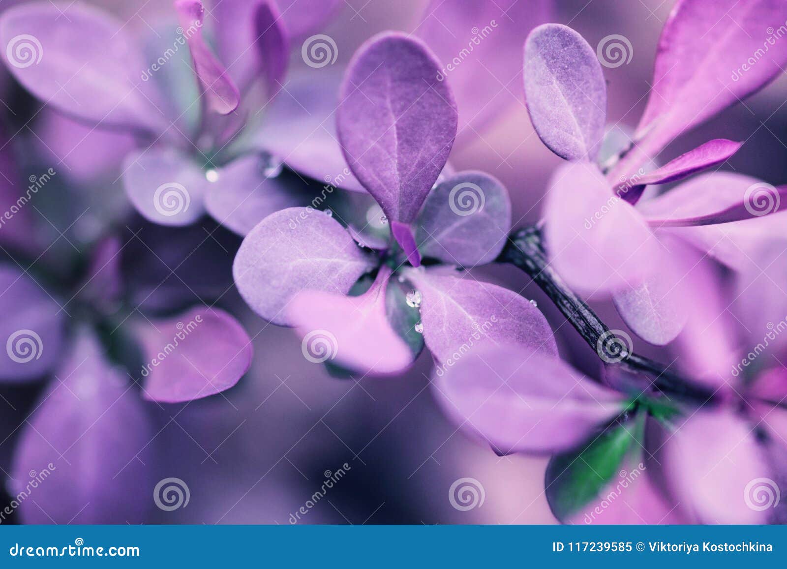 Purple spring leaves stock image. Image of branch, wallpaper - 117239585