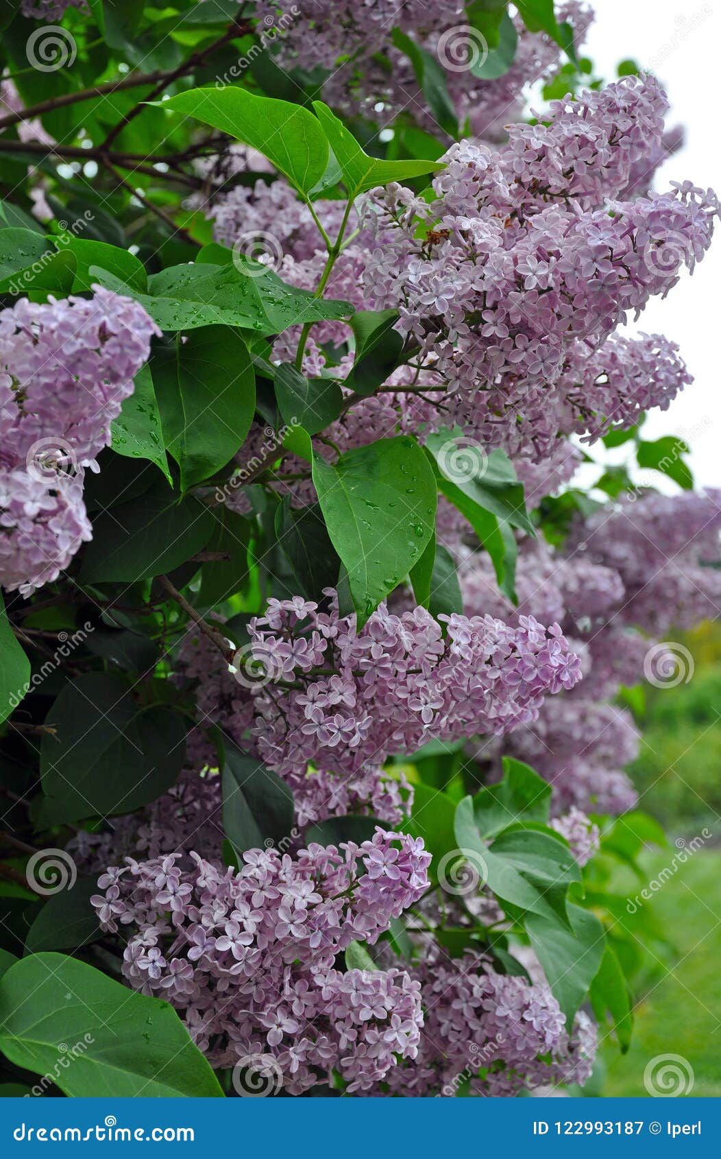 Purple spring lilacs stock image. Image of leaf, nature - 122993187