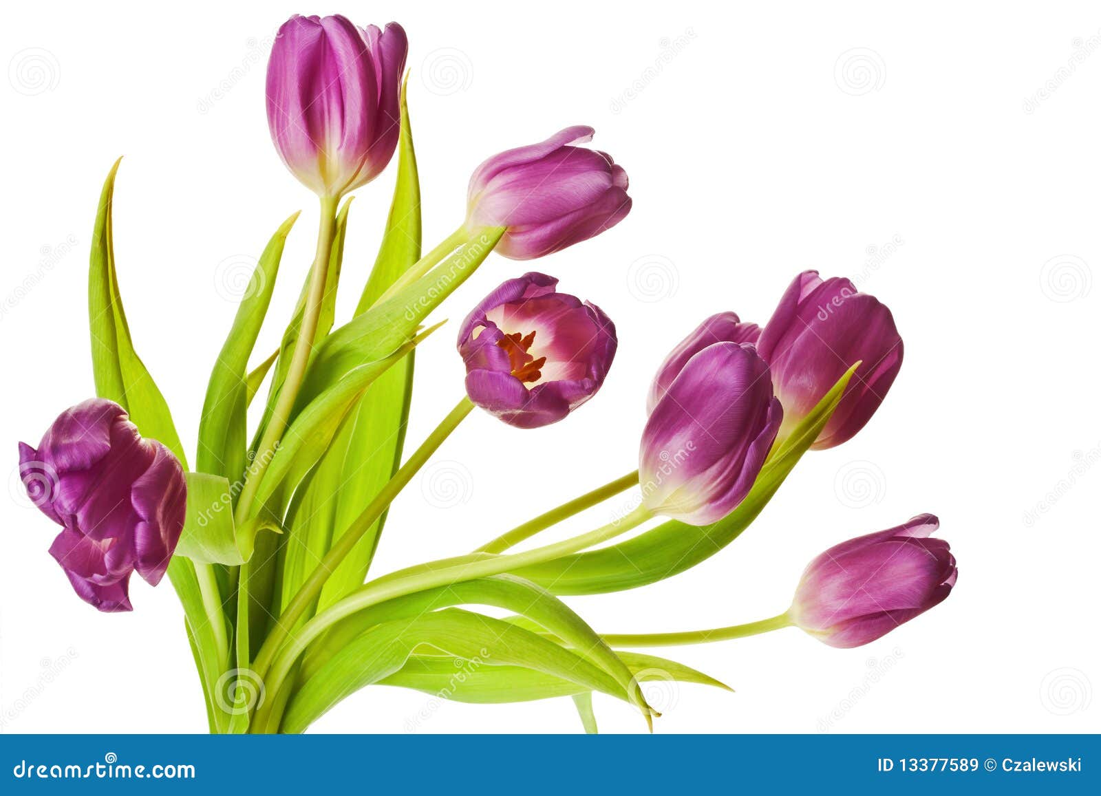 Purple Spring Tulips Isolated Stock Image - Image of background, spring ...