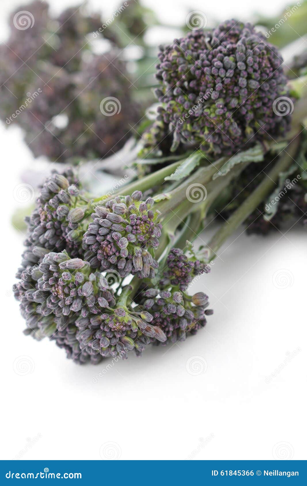 Purple sprouting broccoli stock photo. Image of time - 61845366