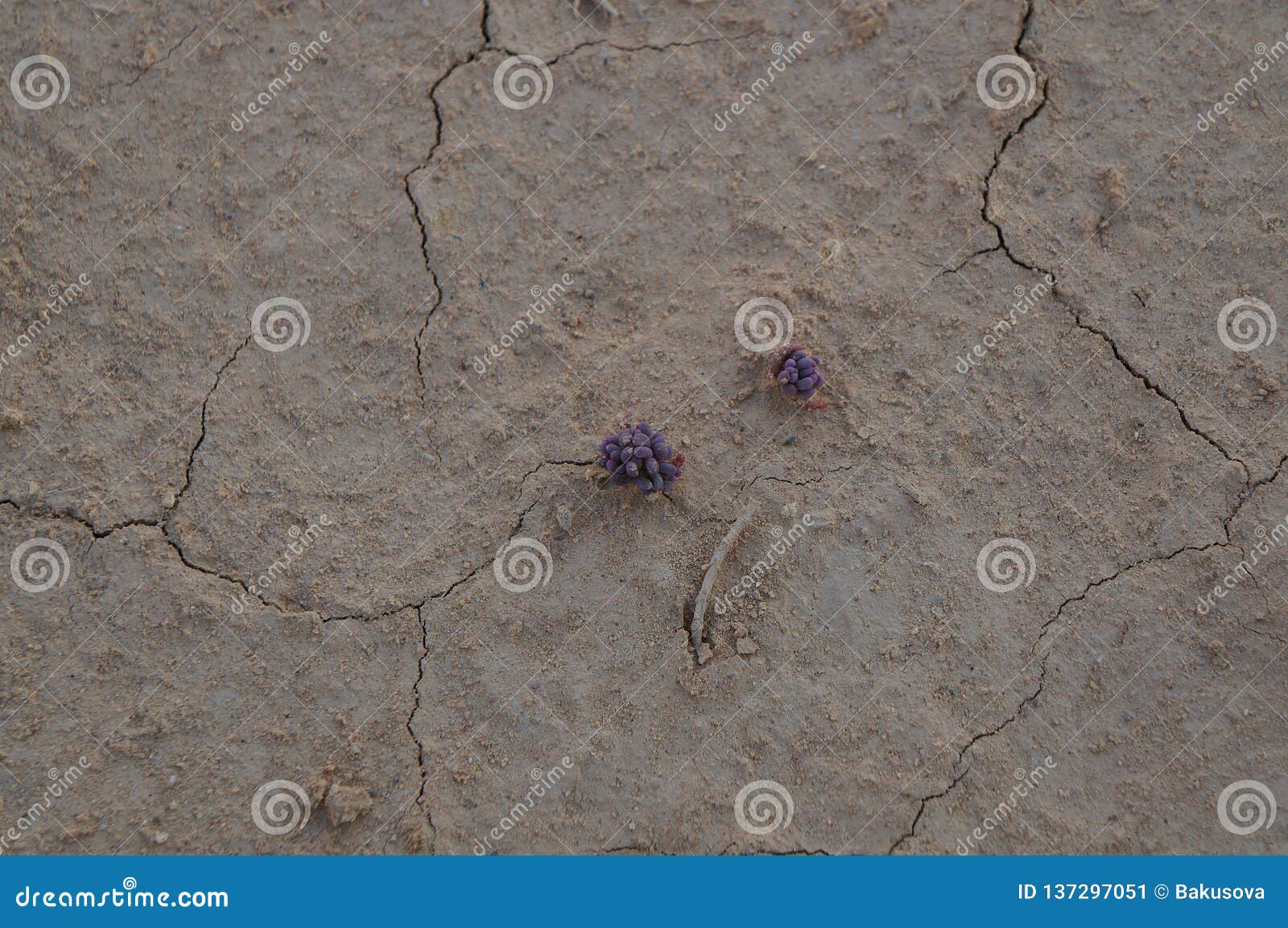 Purple Sprouts on the Dry Soil Stock Image - Image of parched, cracked ...