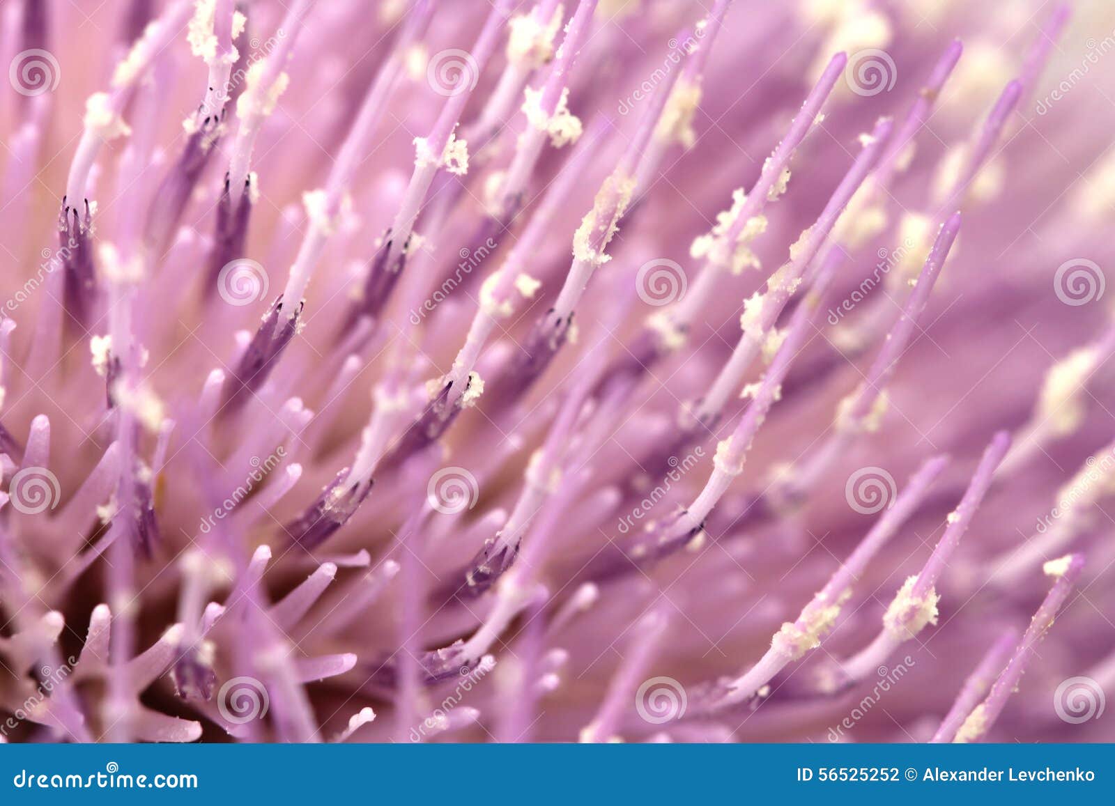 Purple Stamens with Pollen Background Stock Photo - Image of pistil ...