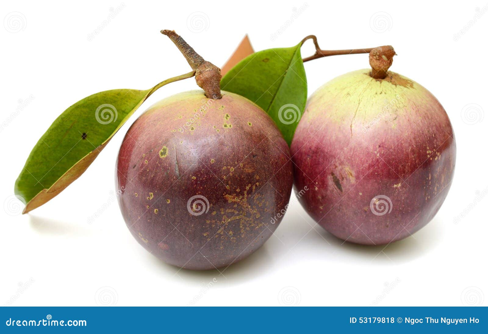 Purple Star Apple Fruit with Leaf Stock Photo - Image of local, purple ...