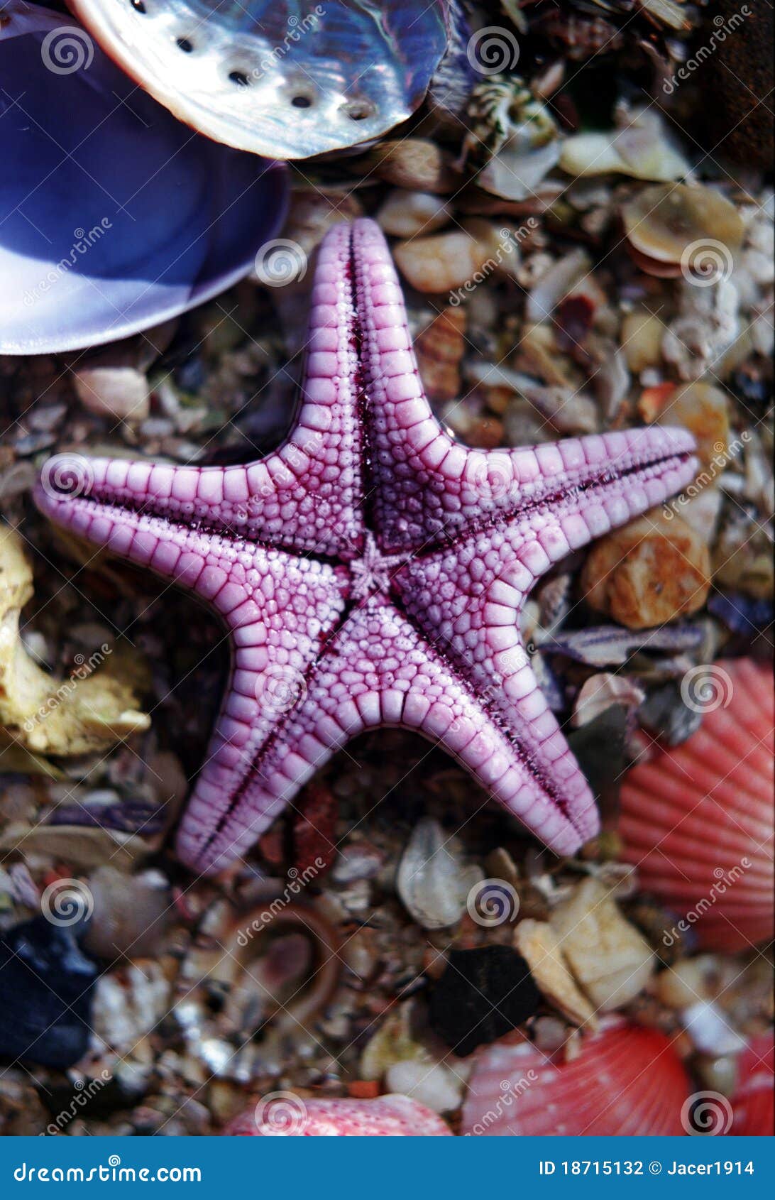 Purple Star Fish on Shells stock photo. Image of freedom - 18715132