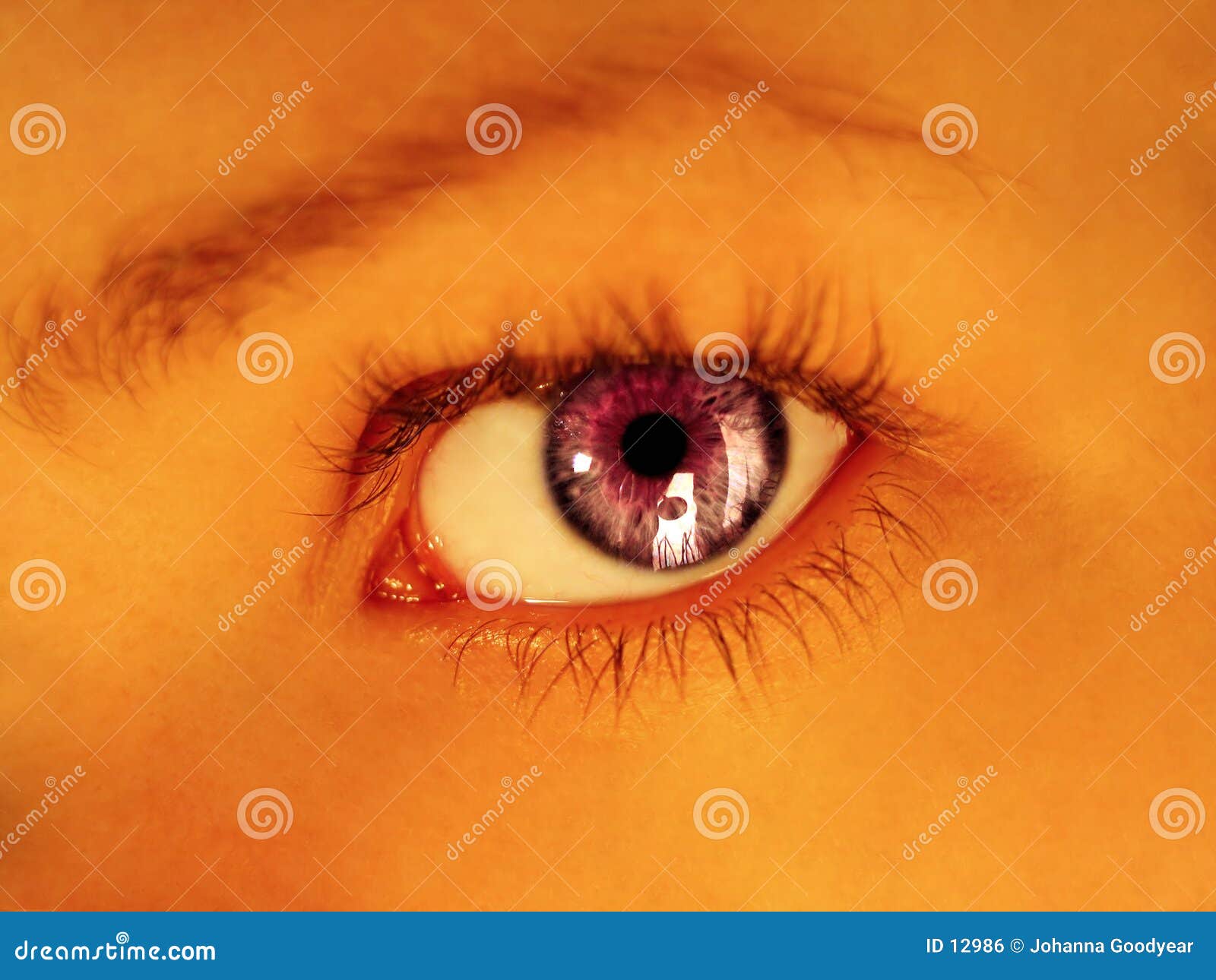 Purple Stare stock photo. Image of blues, sight, feminine - 12986