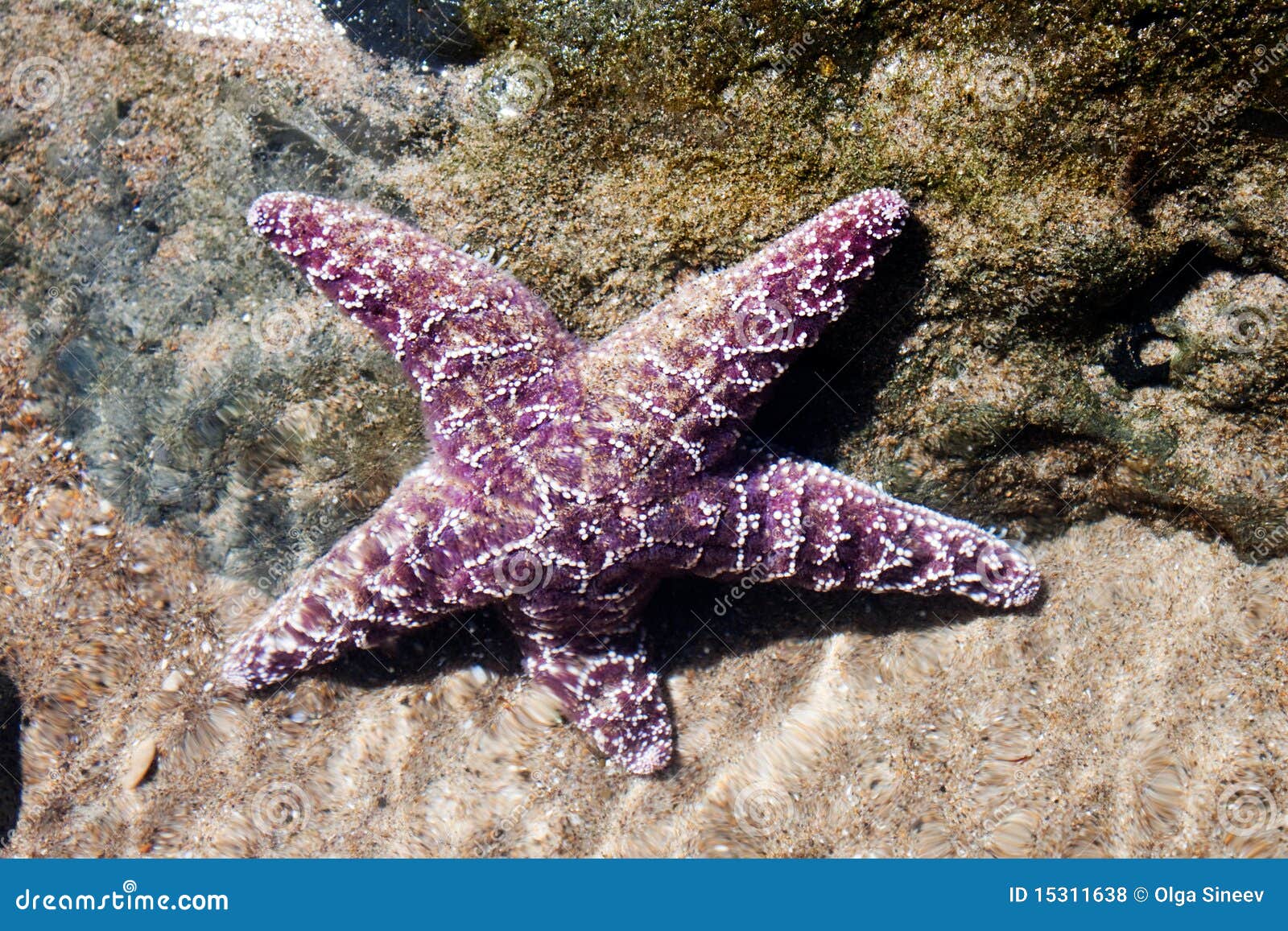Purple Starfish Stock Photo | CartoonDealer.com #4741308