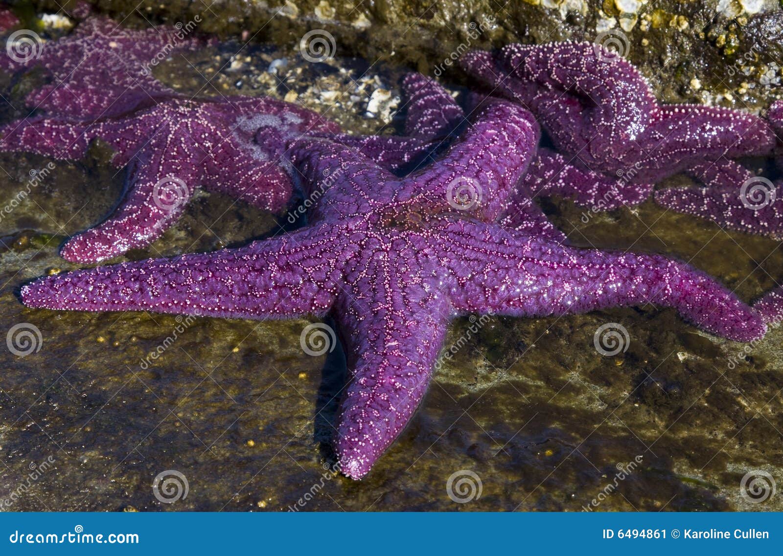 Purple Starfish Stock Photo | CartoonDealer.com #4741308