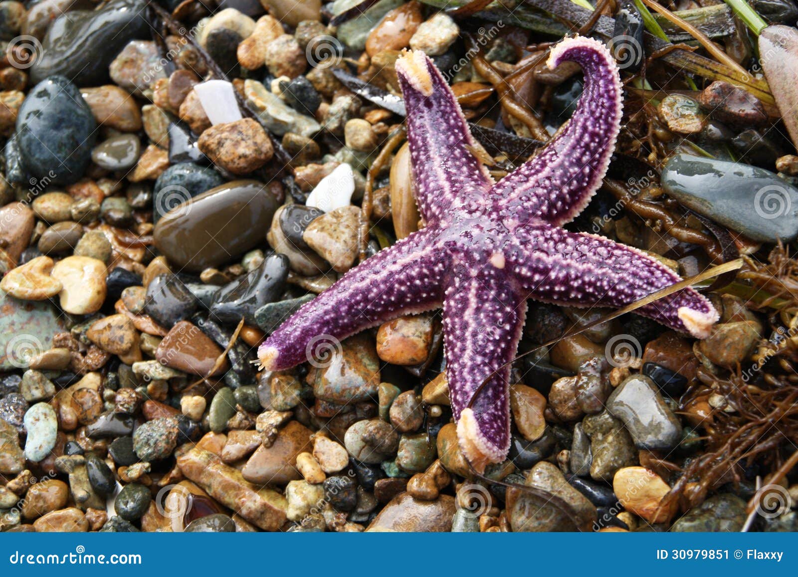 Purple Starfish Stock Photo | CartoonDealer.com #4741308