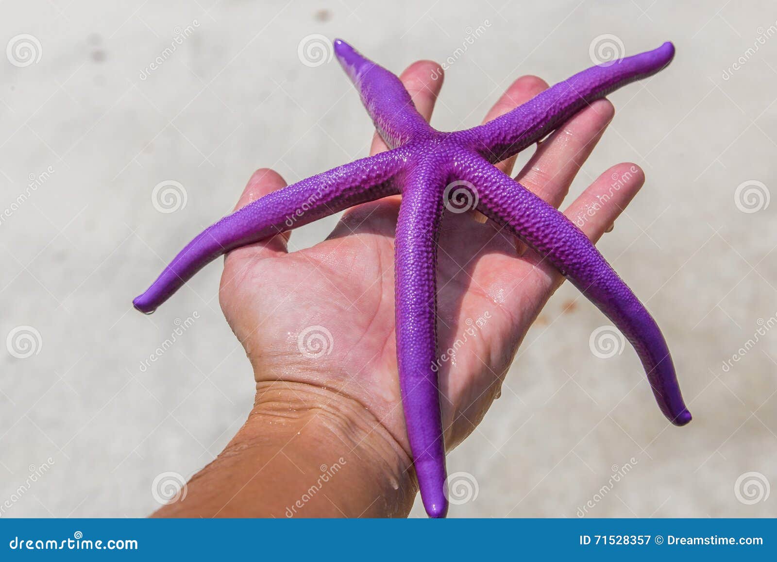 Purple starfish stock image. Image of ocean, fruit, lombok - 71528357