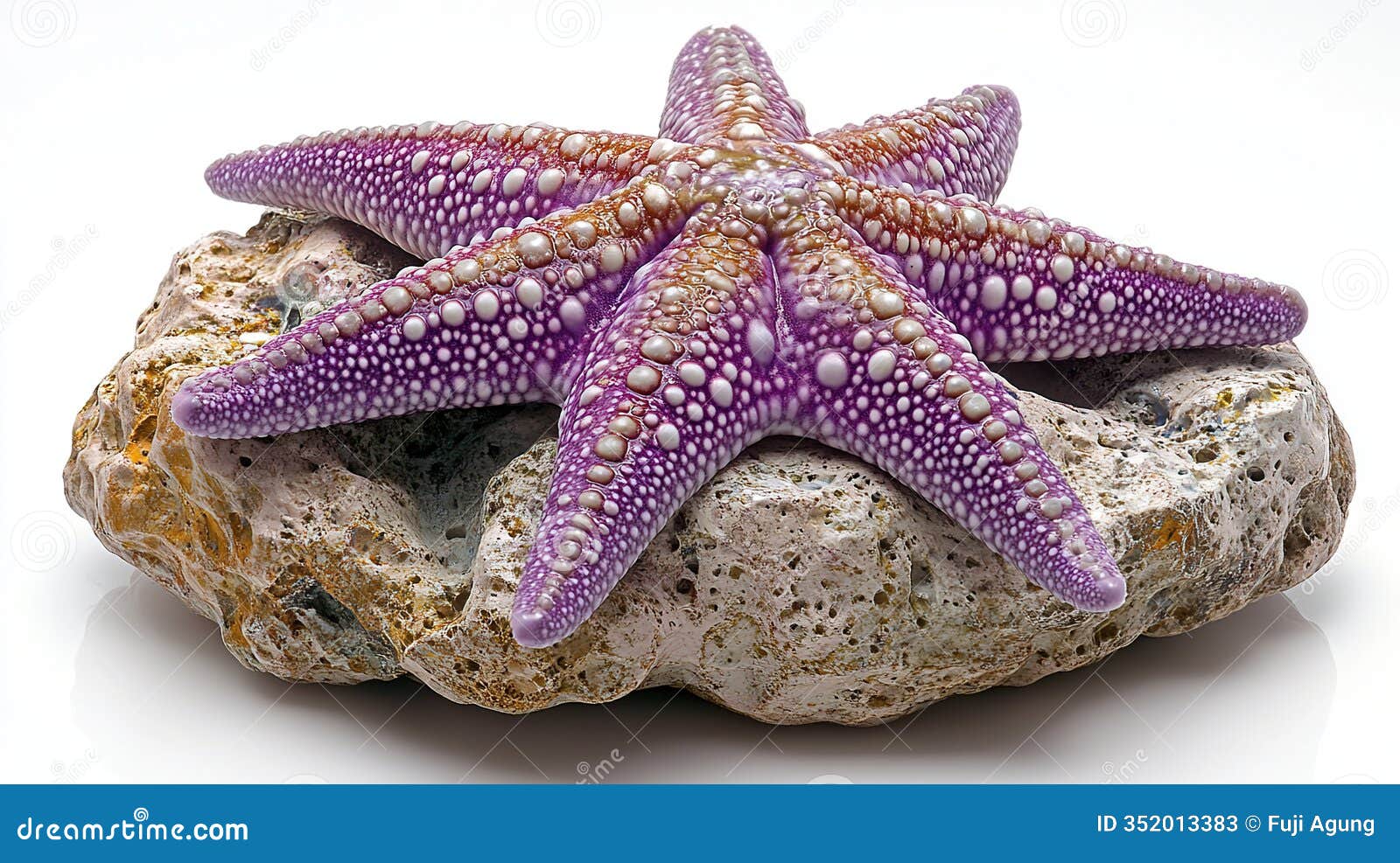 Purple Starfish Vector Illustration Transparent Background ...