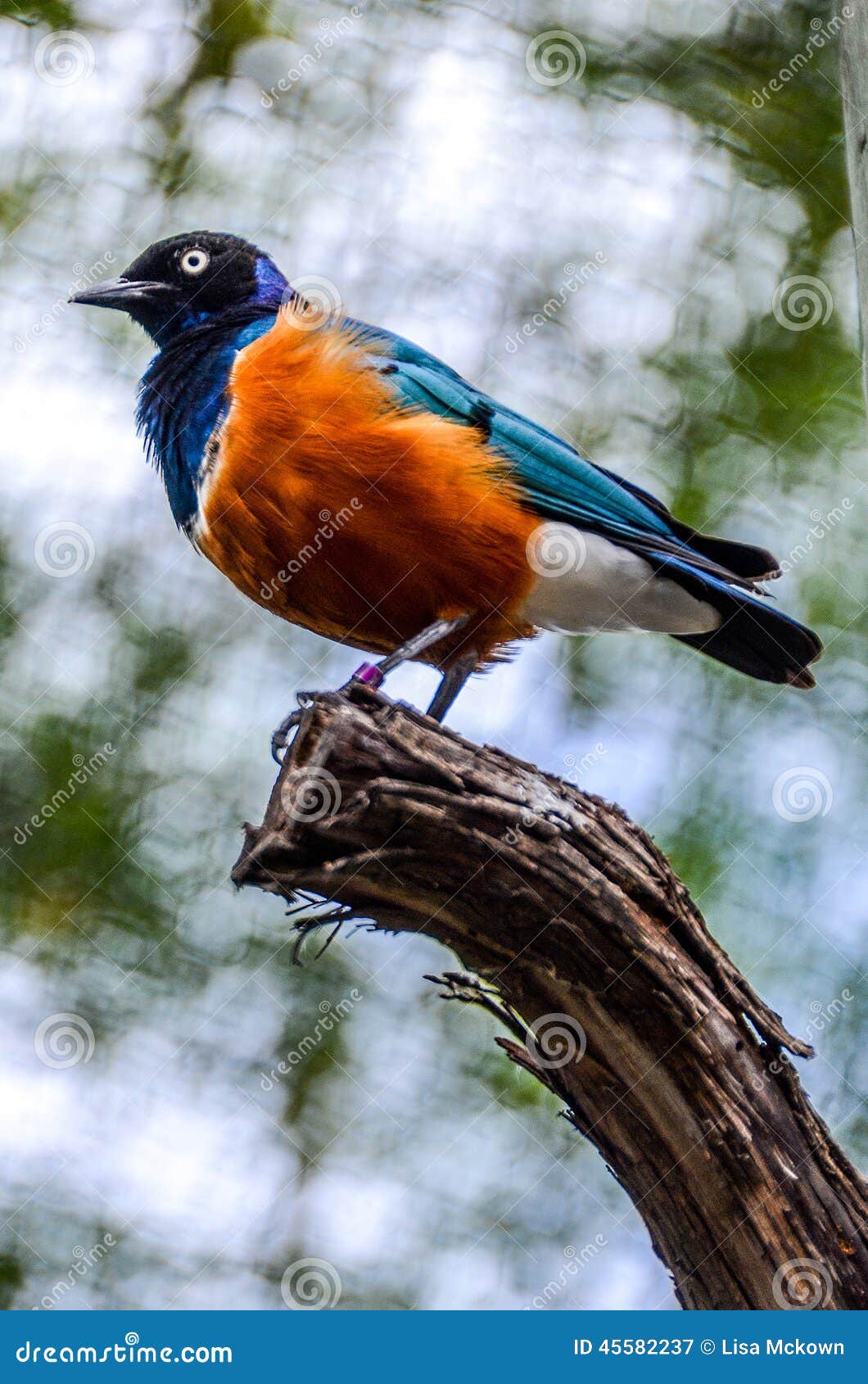 Purple Starling bird stock image. Image of colors, color - 45582237