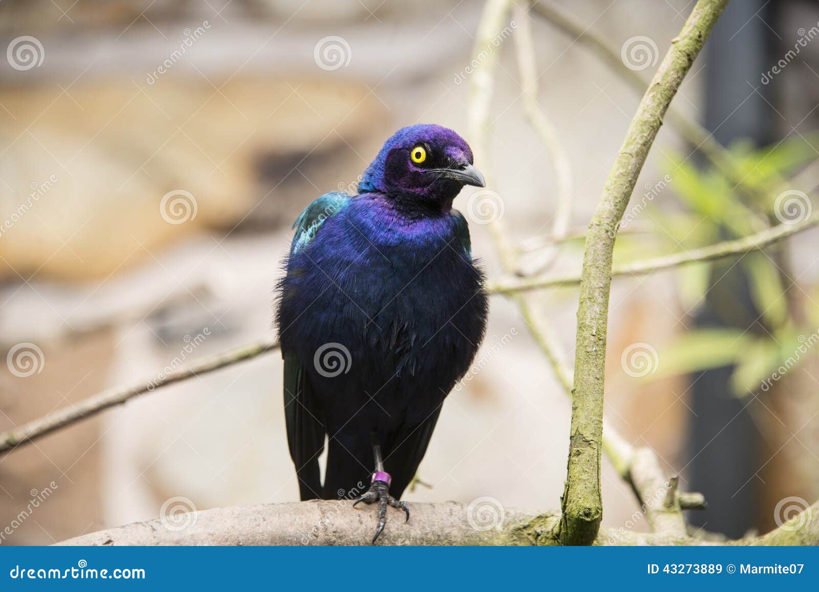 Purple starling stock image. Image of park, nature, plumage - 43273889