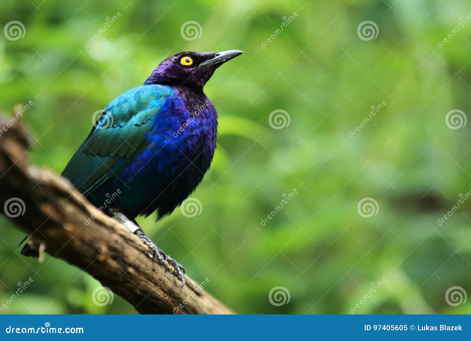 Purple starling stock image. Image of african, starling - 97405605